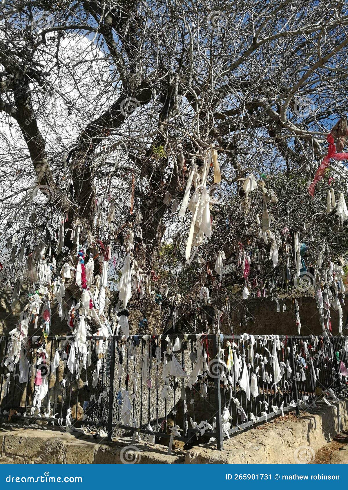 Wishing tree paphos Cyprus editorial photo. Image of flower - 265901731