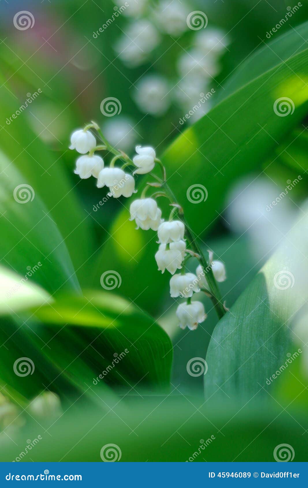 Wisp of lily of valley stock image. Image of bell, valley - 45946089