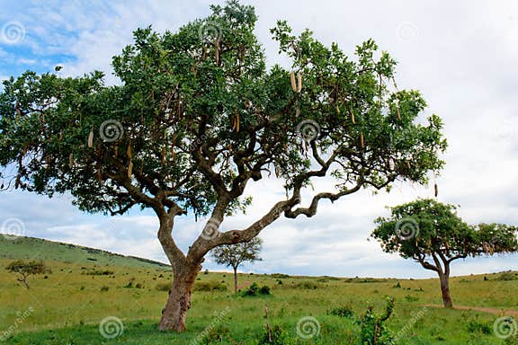 The Wisp Tree stock image. Image of uncultivated, majestic - 22695685