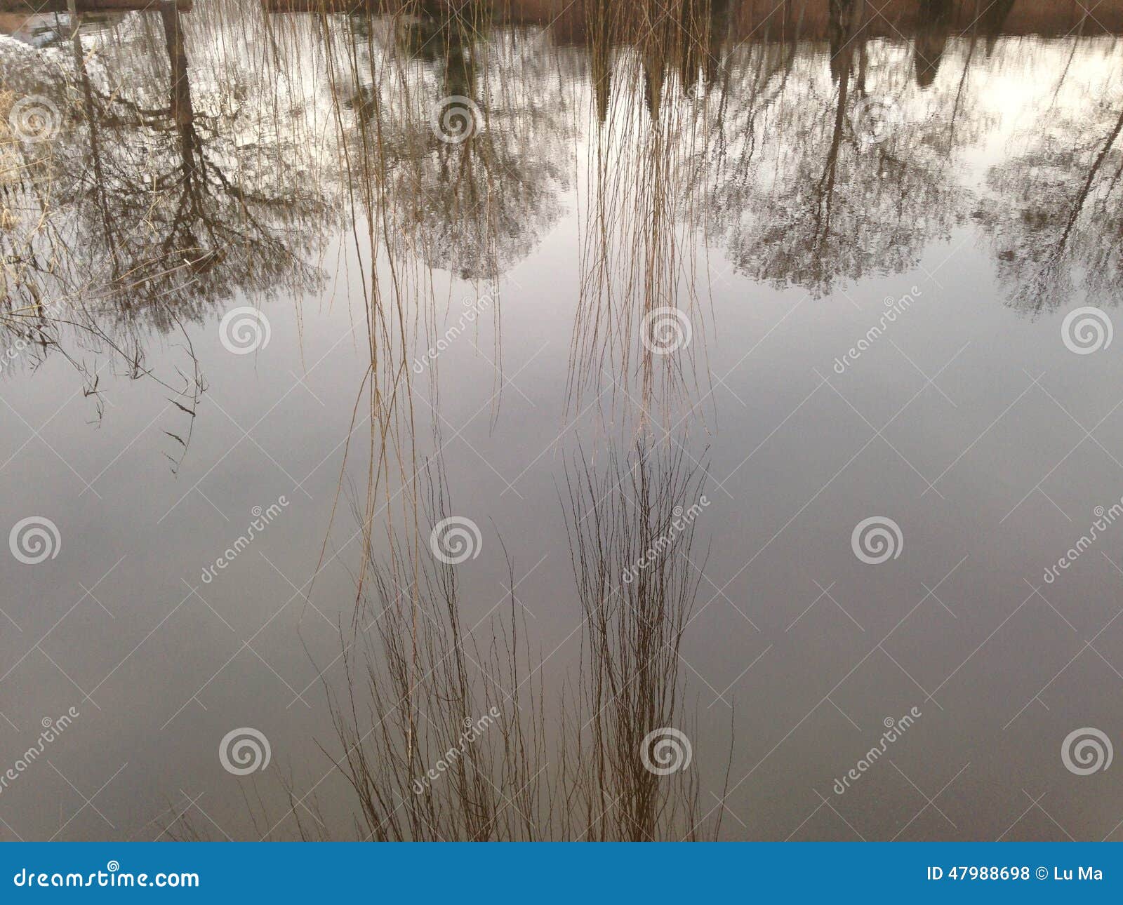 A wisp of willow stock photo. Image of hanging, willows - 47988698