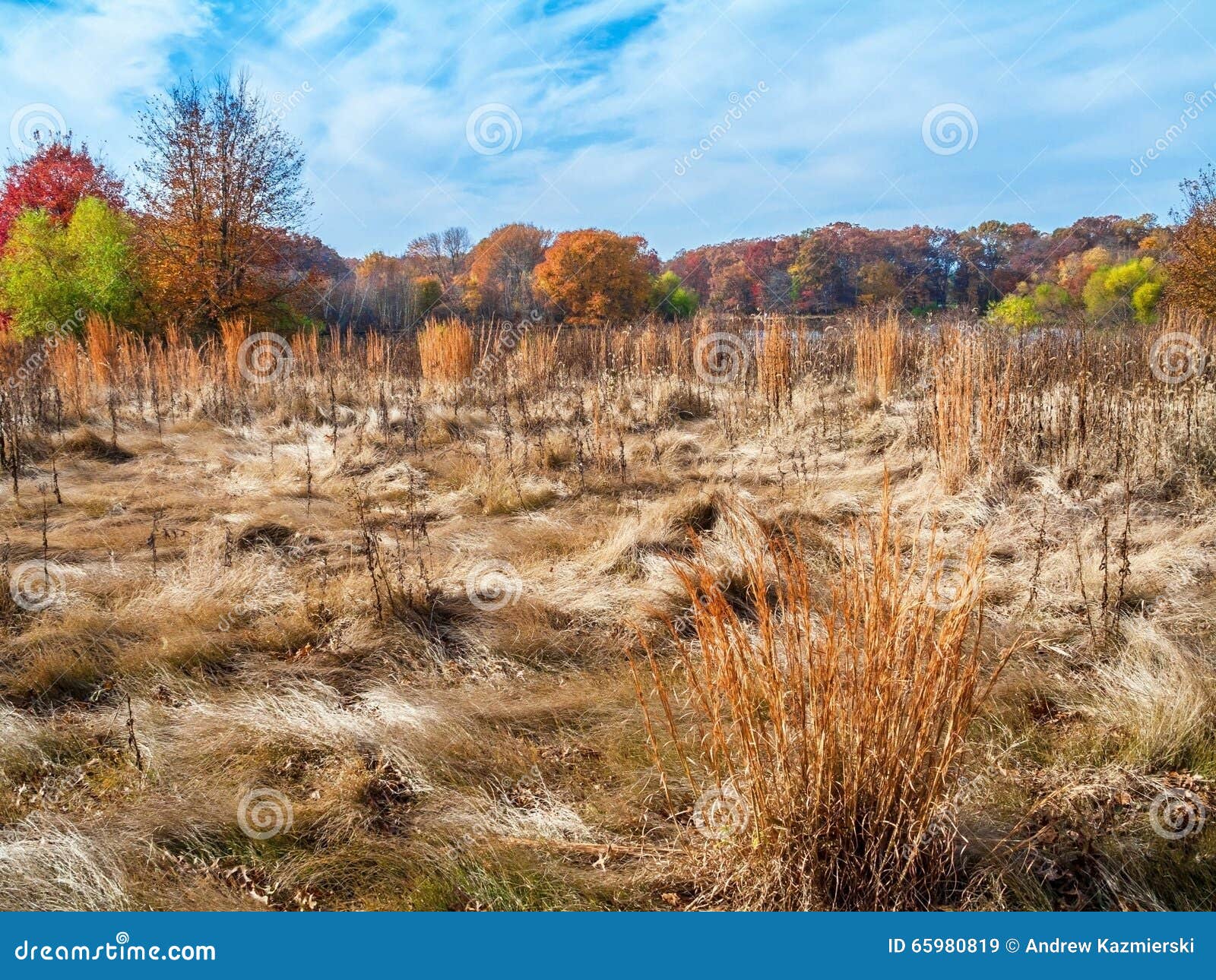 Wispy Autumn Field stock image. Image of field, fall - 65980819