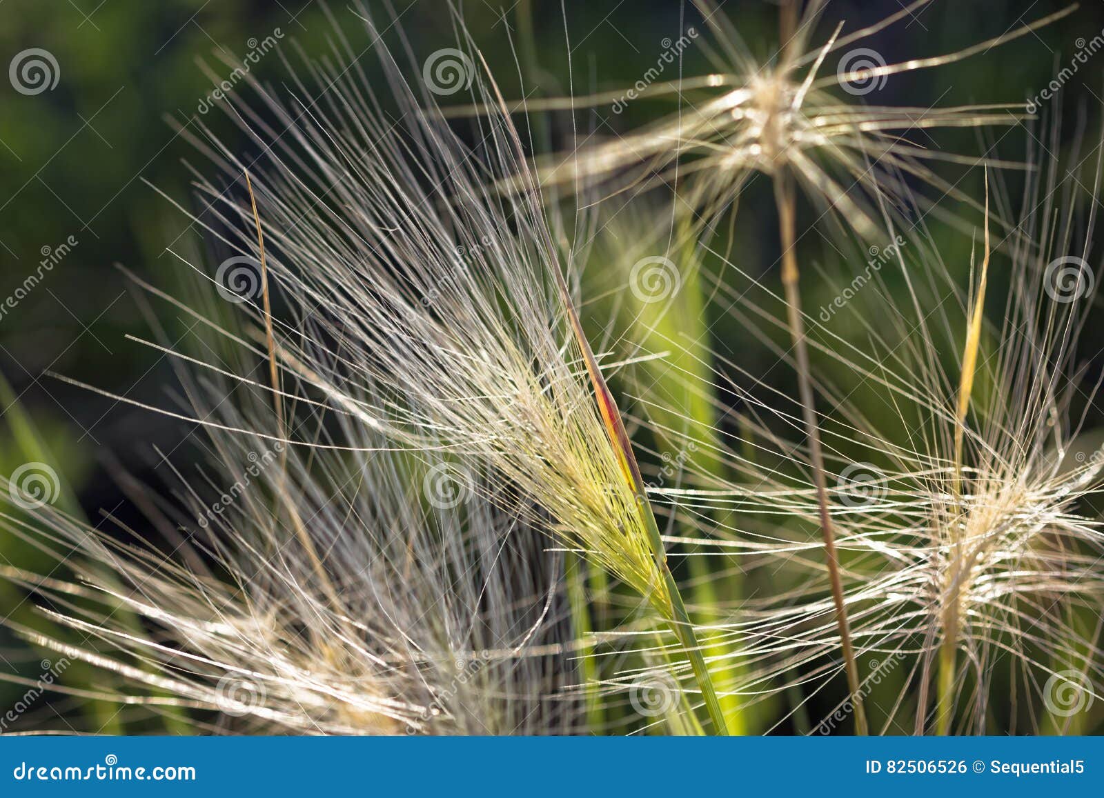 Wispy Growth stock photo. Image of sunshine, nature, minnesota - 82506526