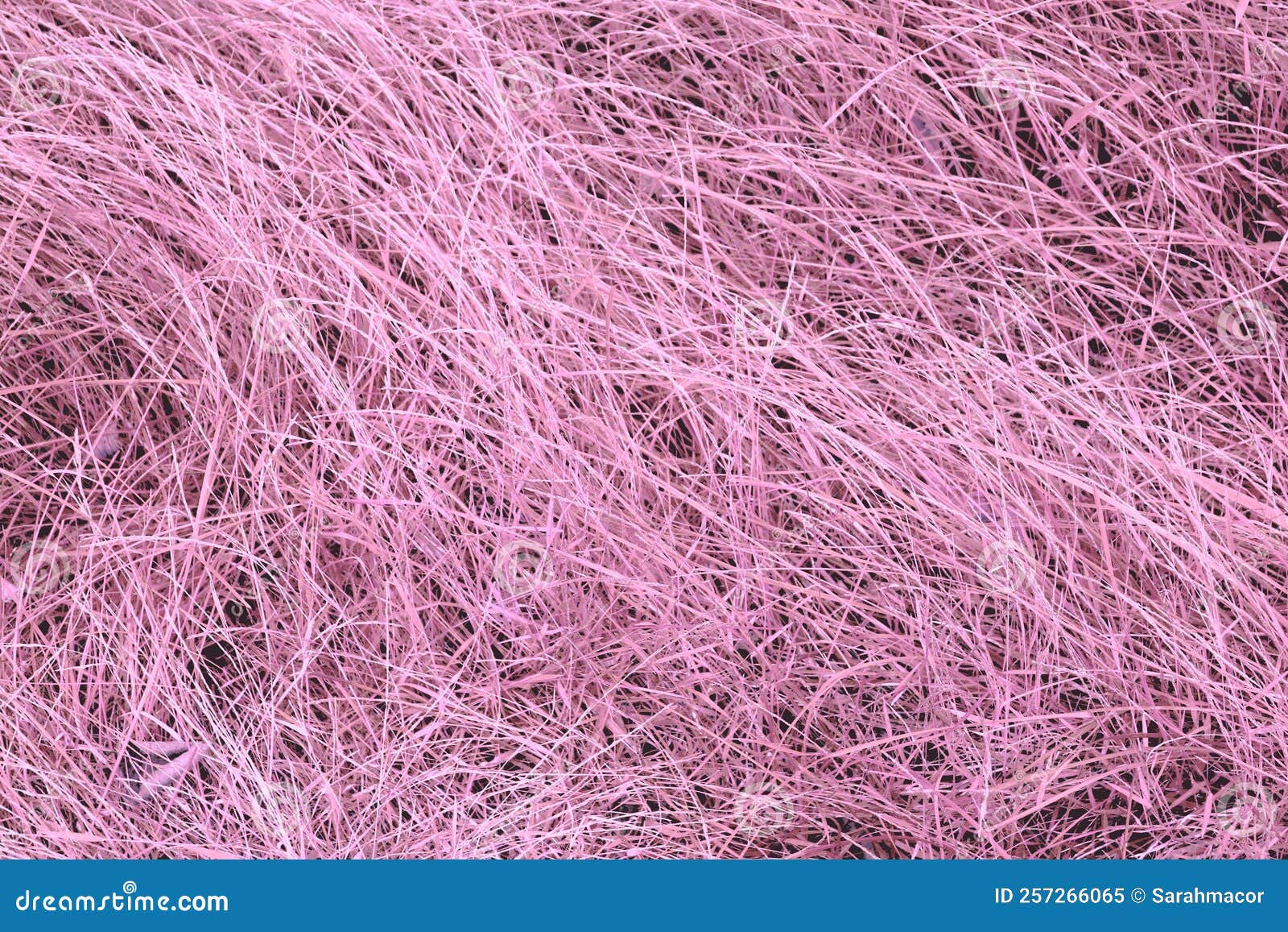 A Wispy Pink Grass Texture stock image. Image of simple - 257266065