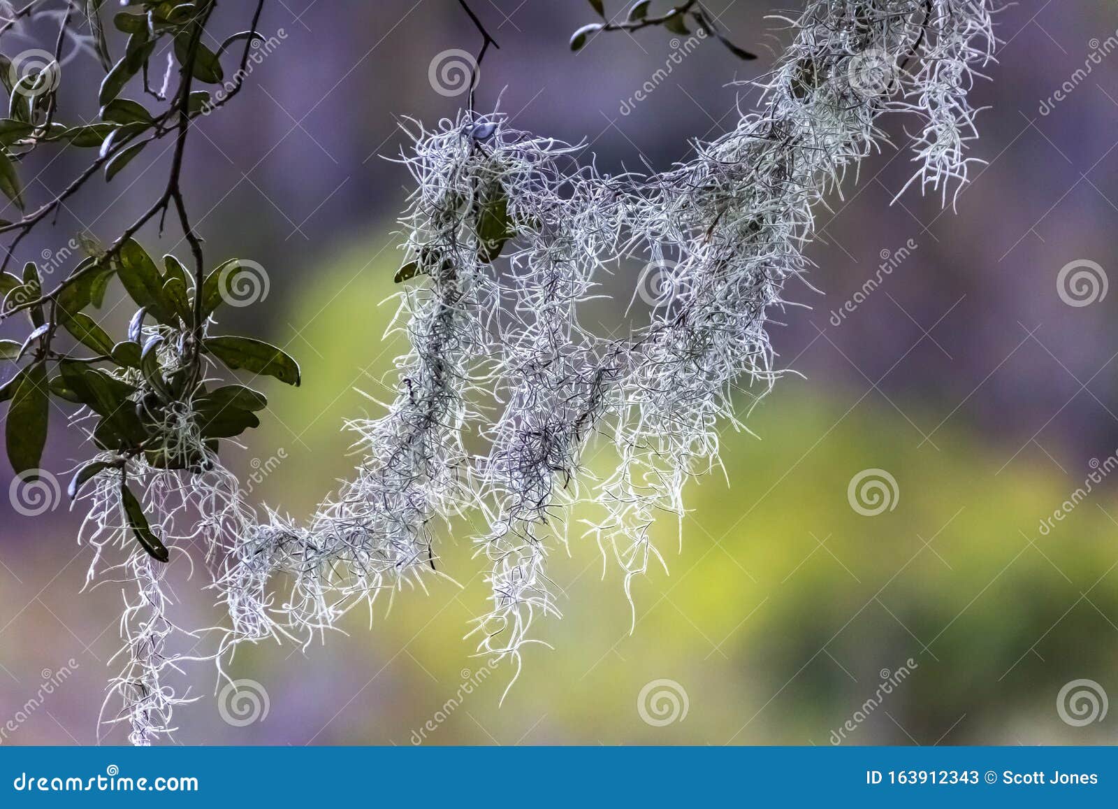 Wispy Spanish Moss stock image. Image of light, hanging - 163912343