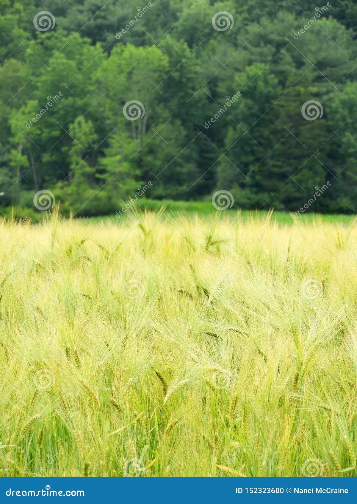 Wispy Stalks of Barley and Wheat Sway in the Summer Breeze Stock Photo ...