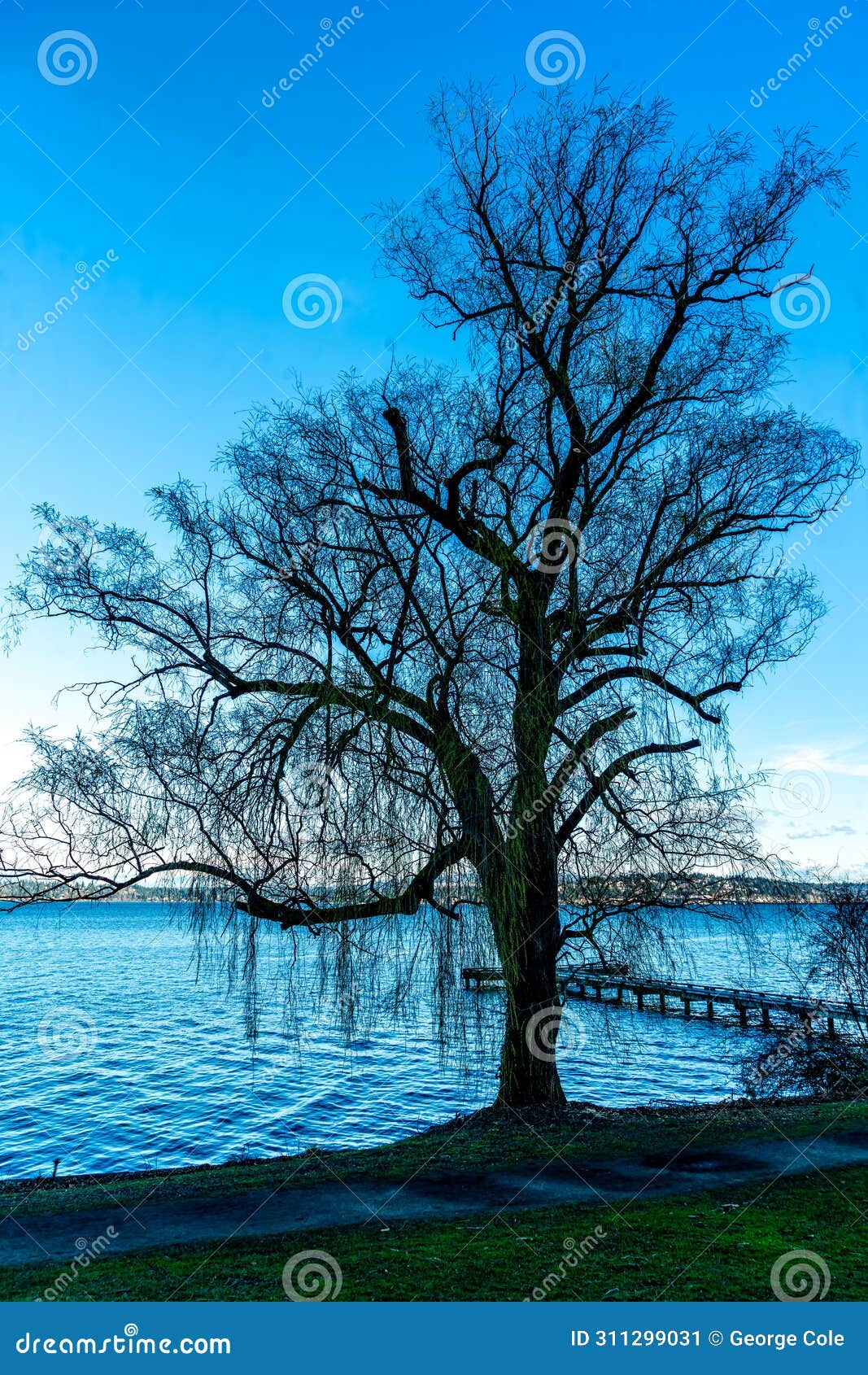 Wispy Tree Silhouette stock image. Image of nature, outdoors - 311299031