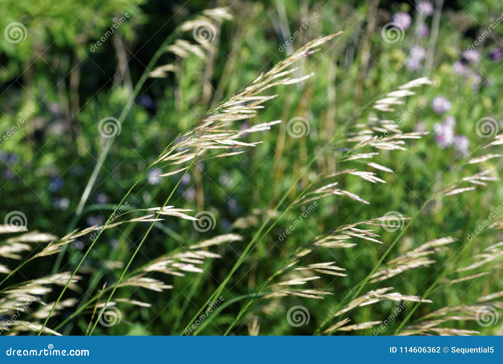 Dreamy Duluth Field of Grass and Weeds Stock Photo - Image of minnesota ...