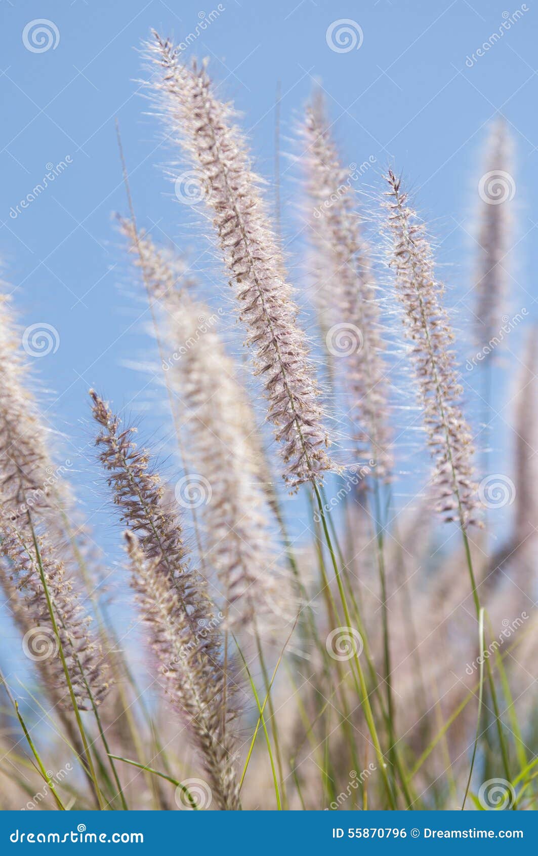 Wispy Wheat stock photo. Image of wheat, wispy, plant - 55870796