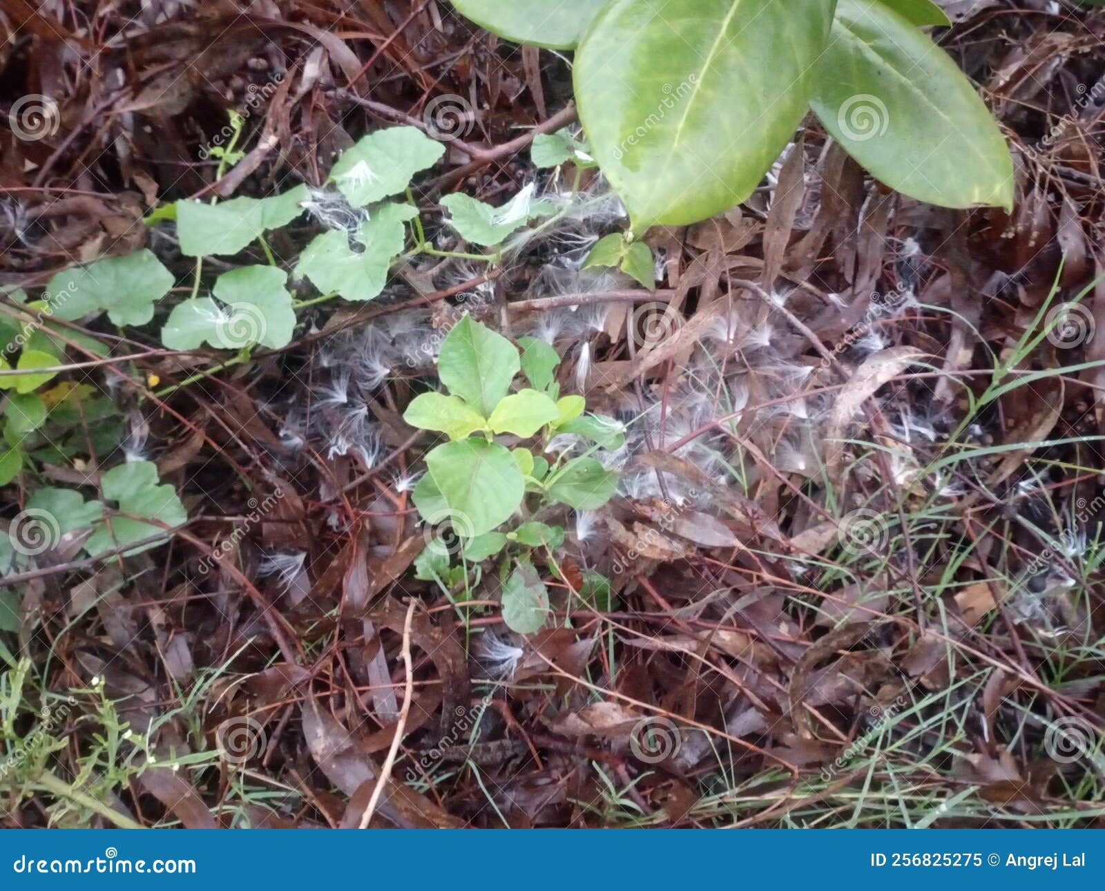 The wiss for stock image. Image of wiss, green, white - 256825275