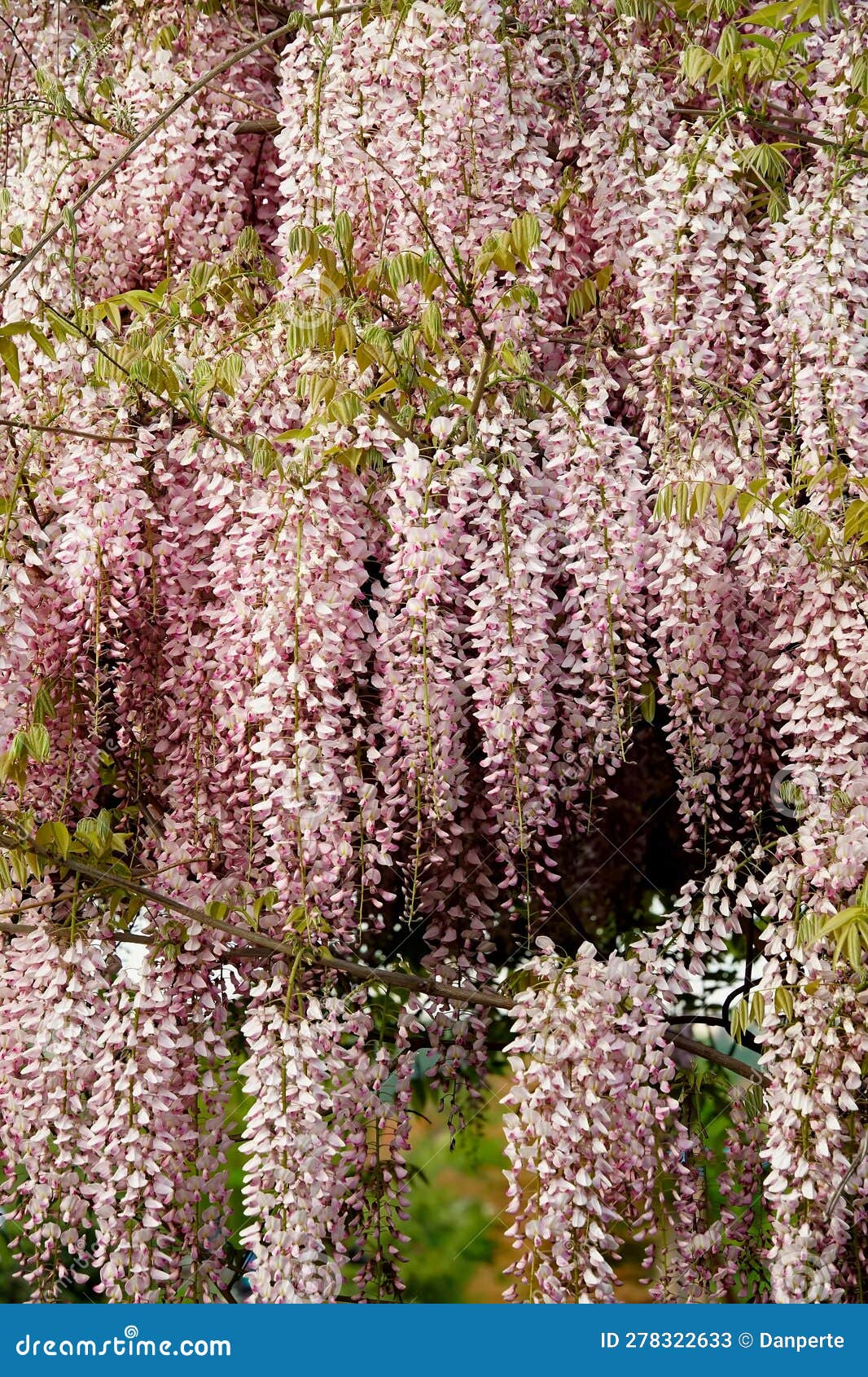 Wisteria stock image. Image of branch, tree, plant, produce - 278322633