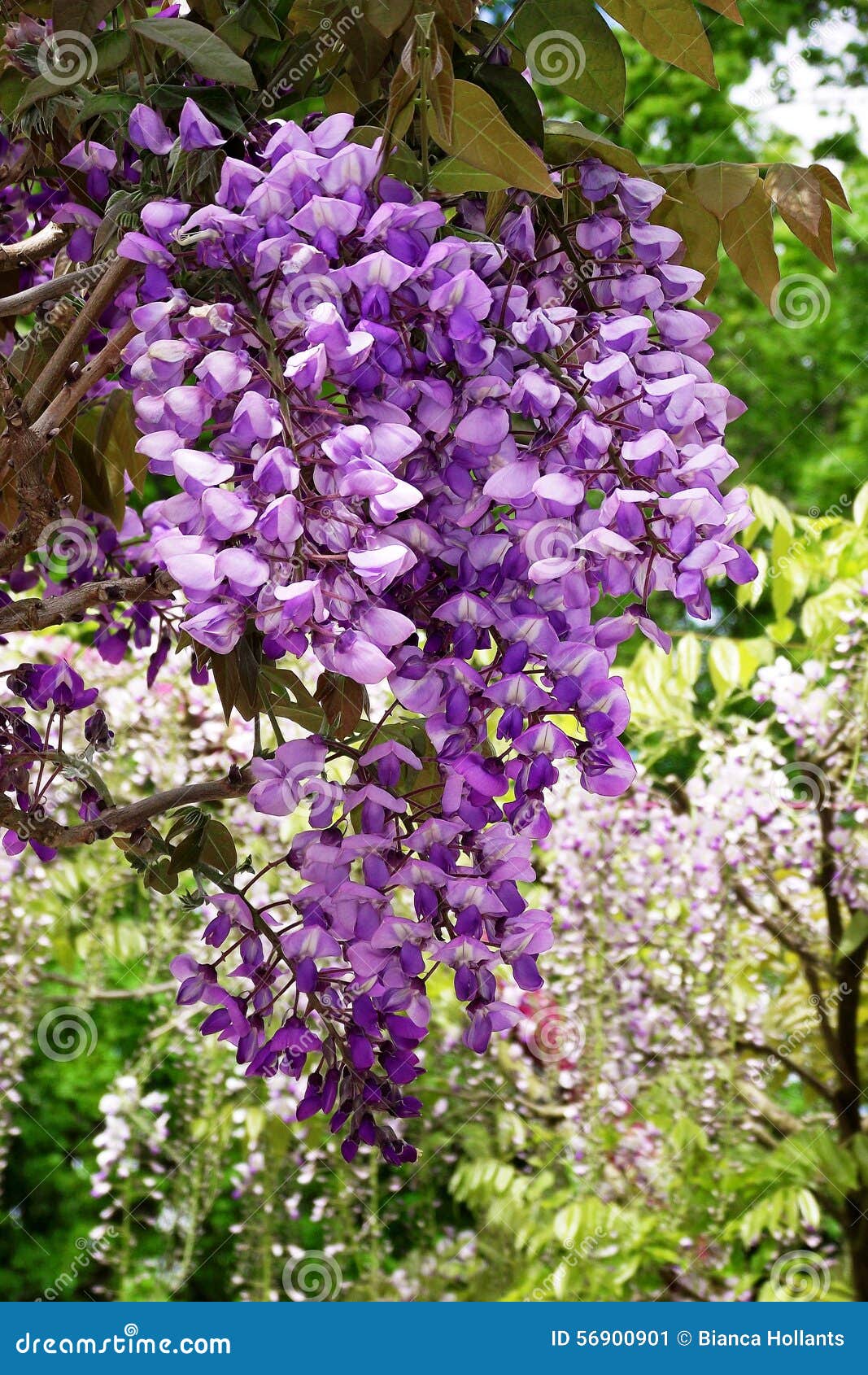 Wisteria flowers stock image. Image of beautiful, blooming - 56900901
