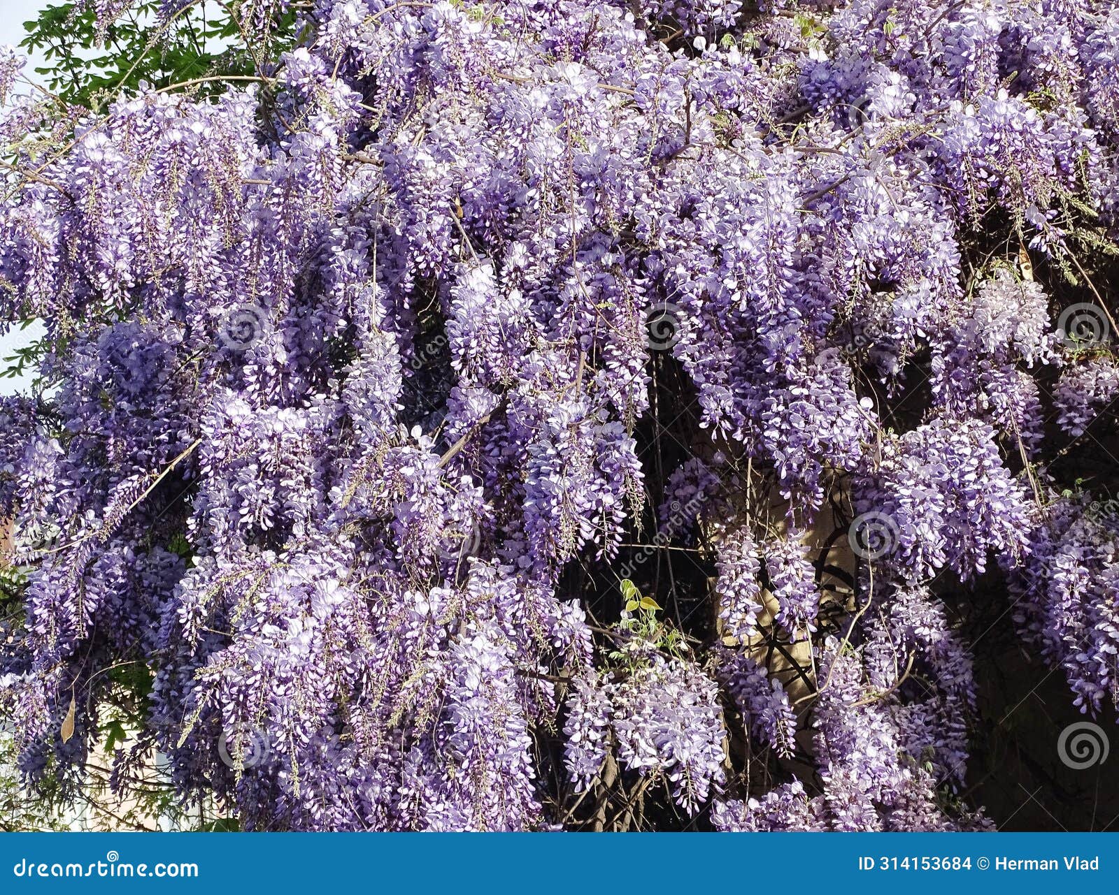 Wisteria Flowers in the Spring in Romania Stock Photo - Image of flower ...
