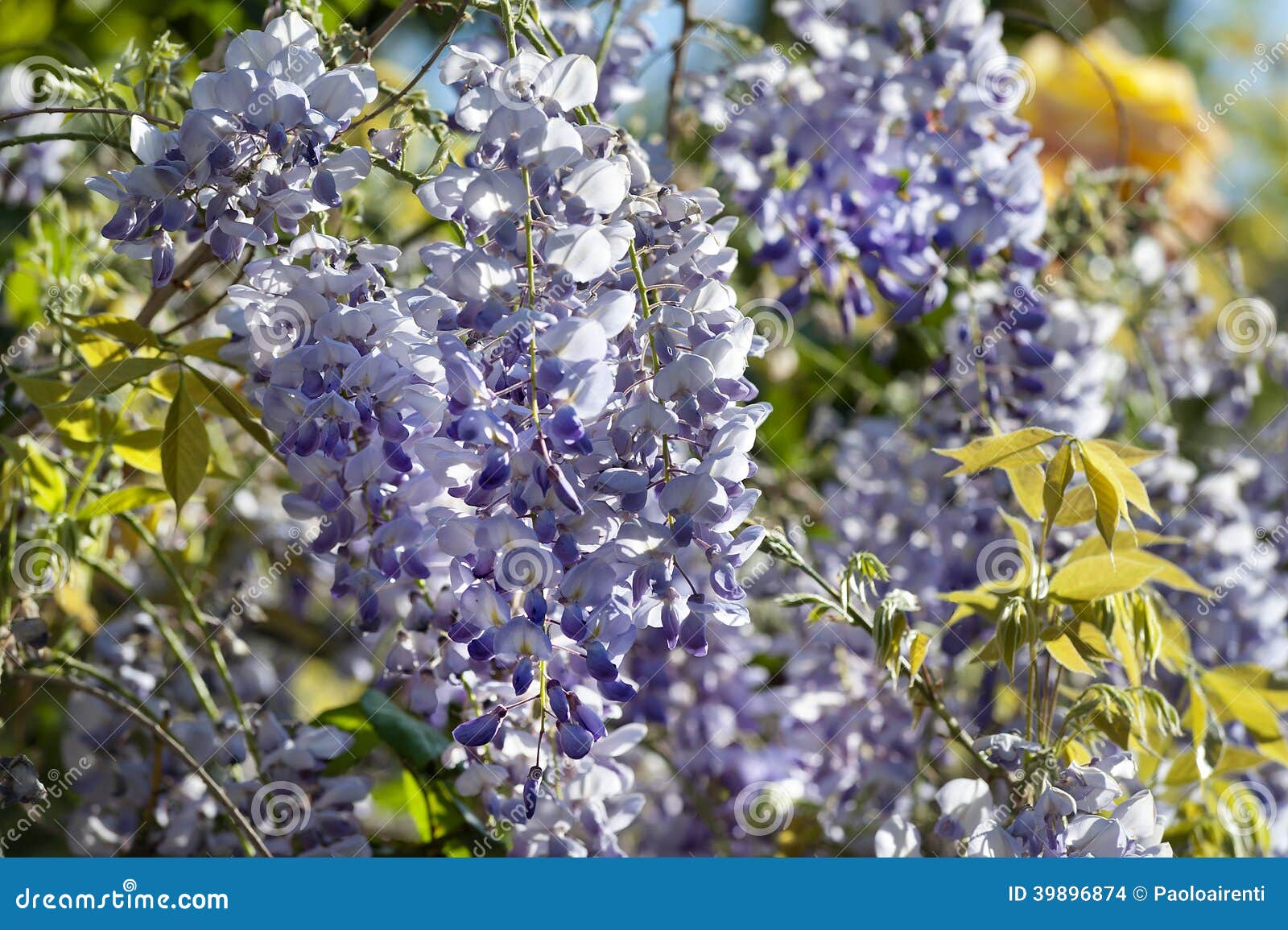 Wisteria Plant during Spring Stock Photo - Image of blue, spring: 39896874