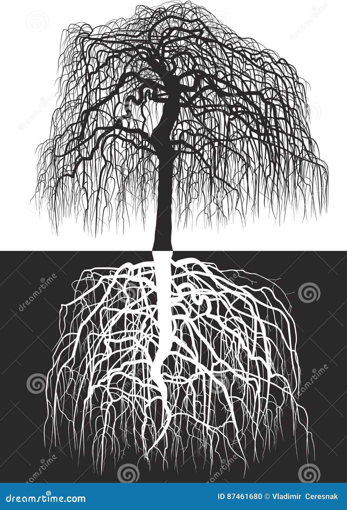 Wisteria Tree Along with Roots Stock Vector - Illustration of drawing ...