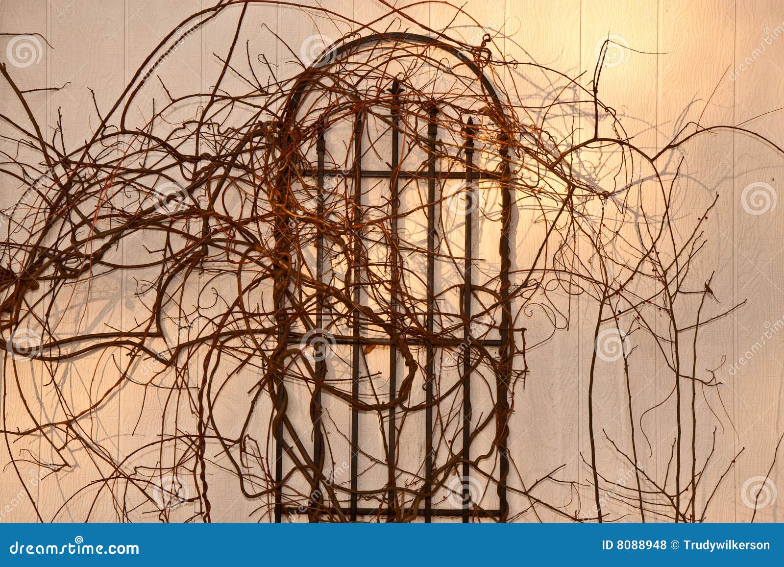 Wisteria On Trellis In Winter Picture. Image: 8088948