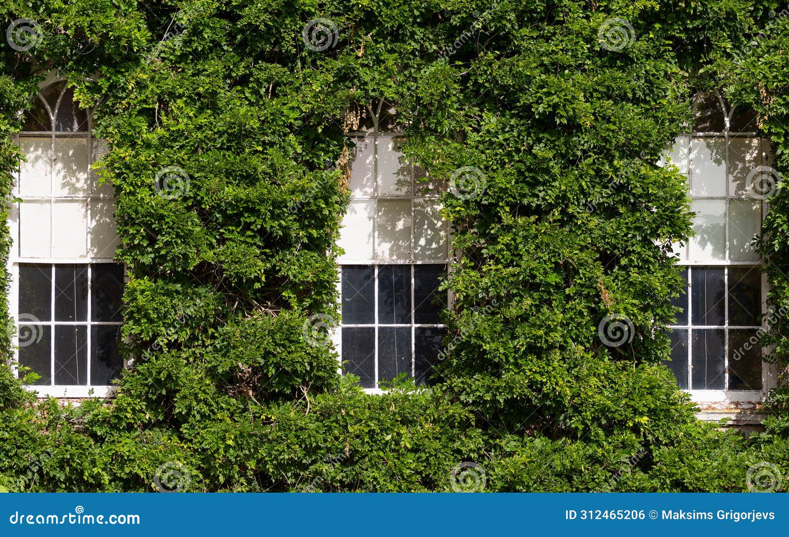 Wisteria Vine Framing Old Fashioned Windows Stock Photo - Image of ...