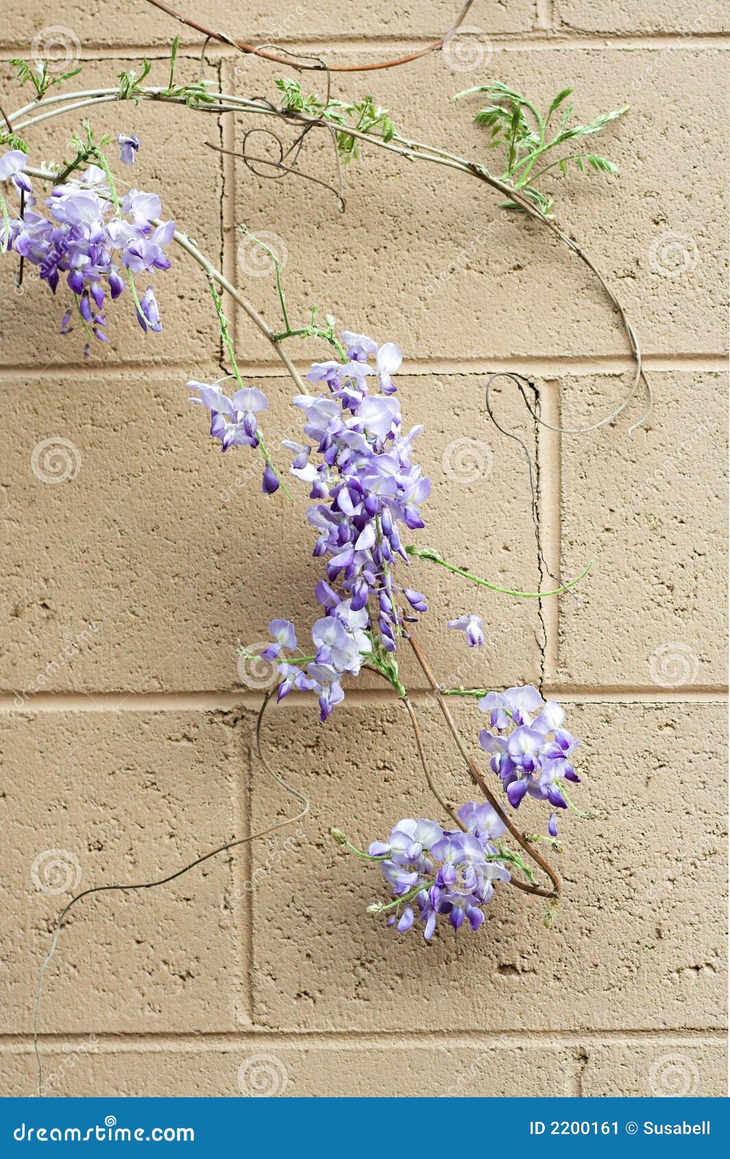 Wisteria vine on wall stock image. Image of leaves, vine - 2200161
