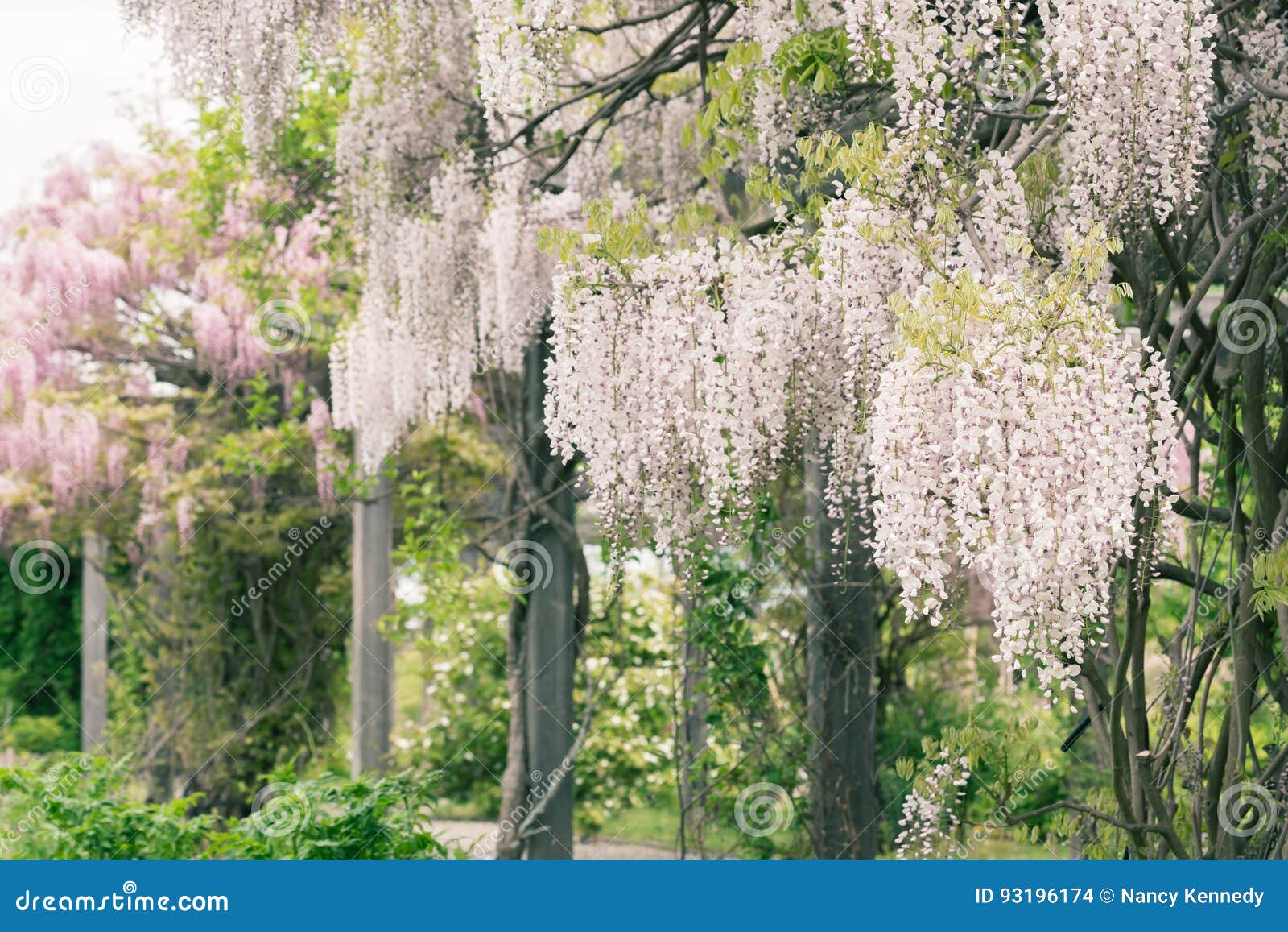 Wisteria stock photo. Image of pink, bloom, vines, toned - 93196174