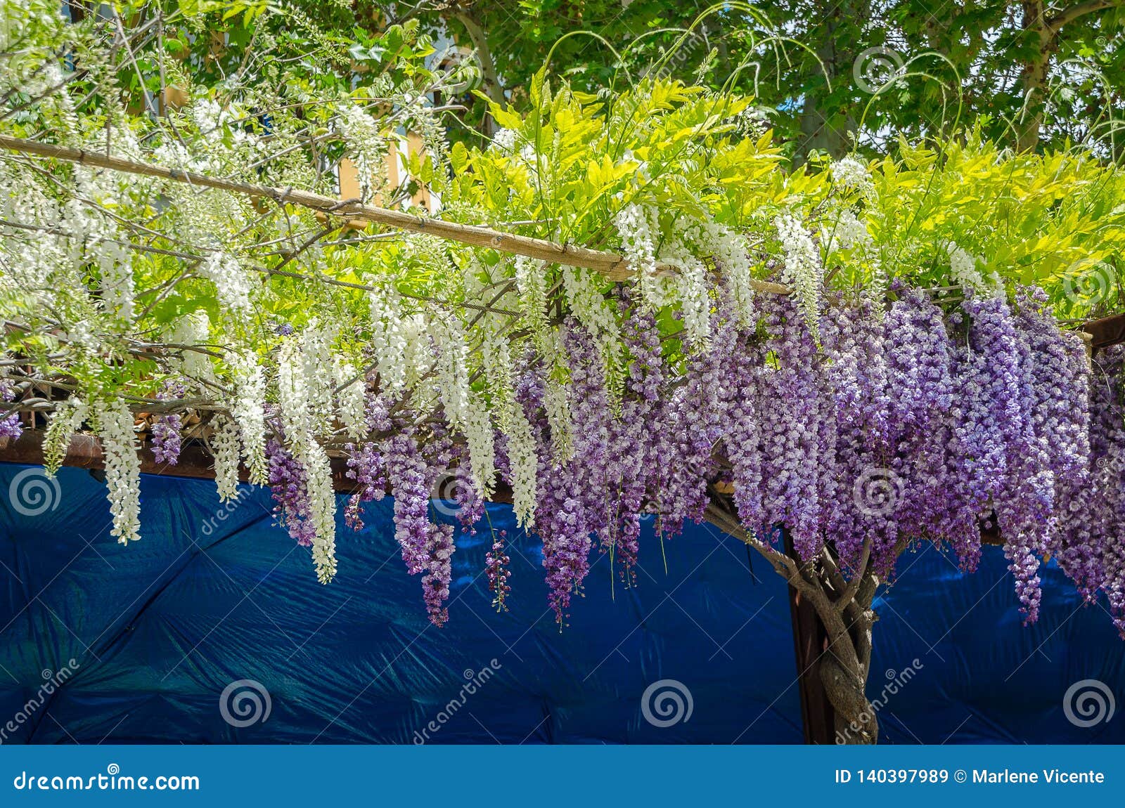 Wisteria White and Purple Color Stock Image - Image of green, white ...