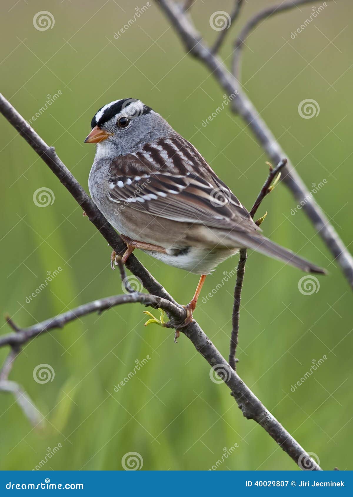 Wit-bekroonde Mus stock afbeelding. Image of leuk, stok - 40029807