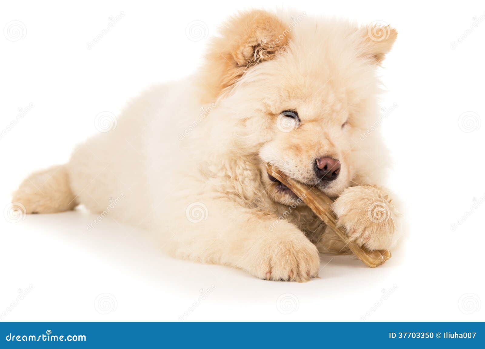 Wit Chow Chow met het been stock foto. Image of baby - 37703350