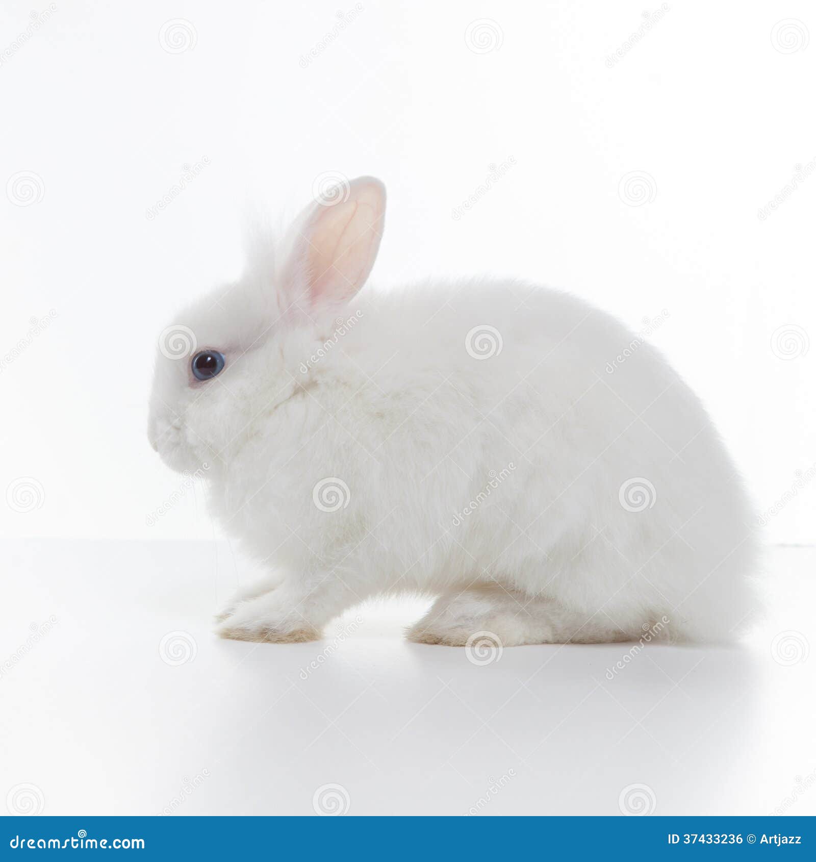 Wit Die Konijn Op Wit Wordt Geïsoleerd Stock Foto - Image of pluizig ...