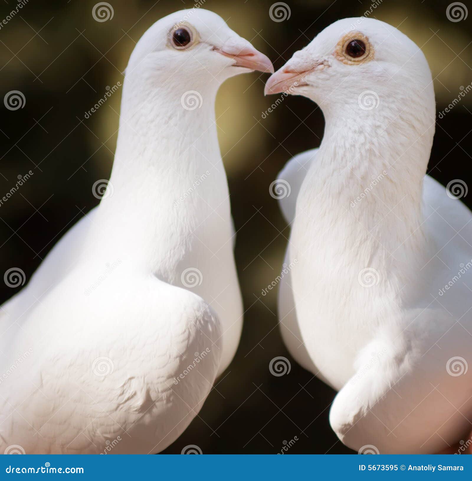 Wit Duivenpaar Picture. Image: 5673595