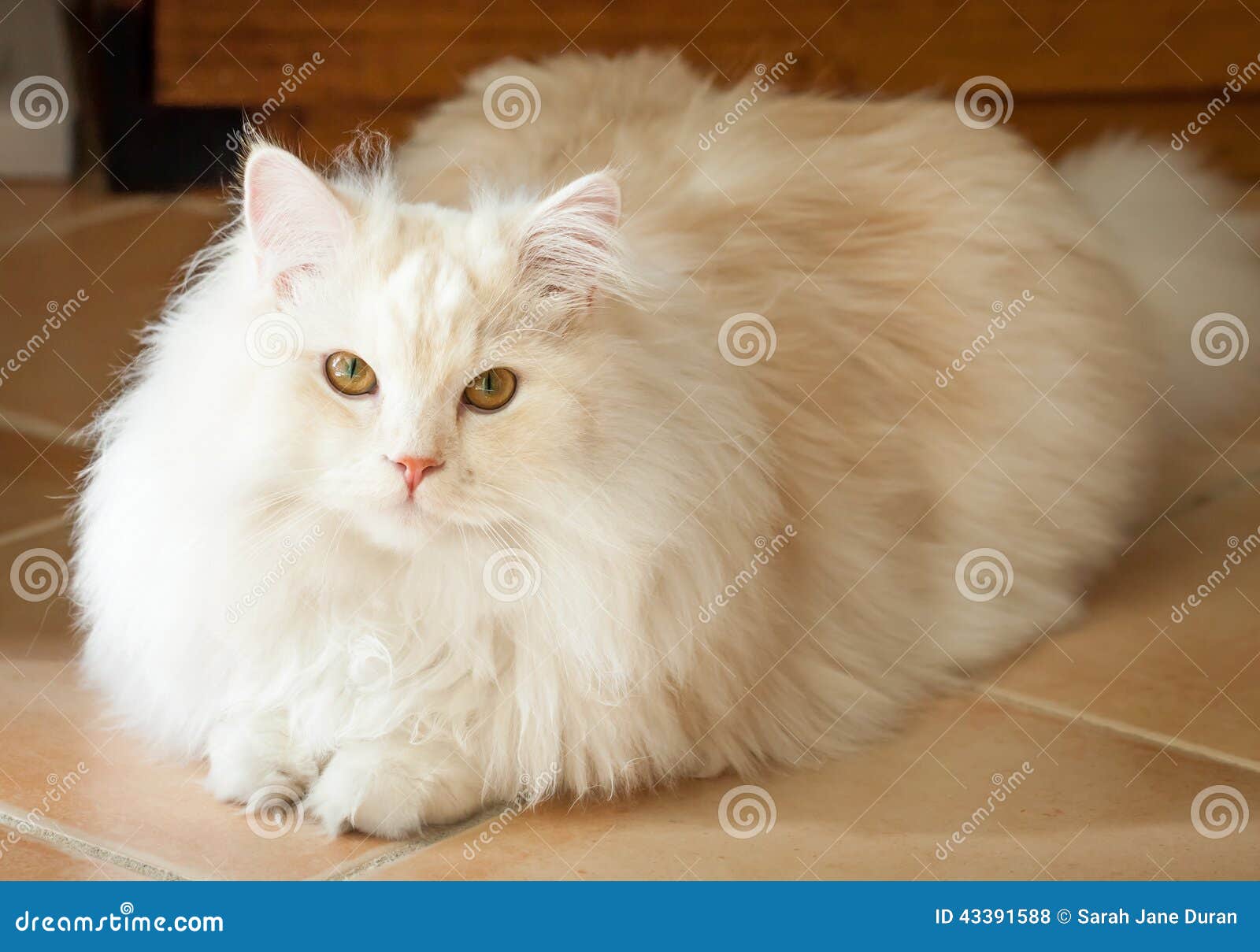 Wit En Abrikoos Perzische Ragdoll Cat Lying Down Looking Up Stock Foto ...