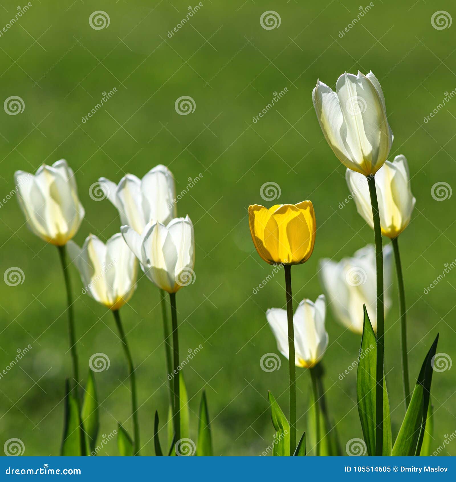 Wit en geel stock afbeelding. Image of installatie, bloei - 105514605