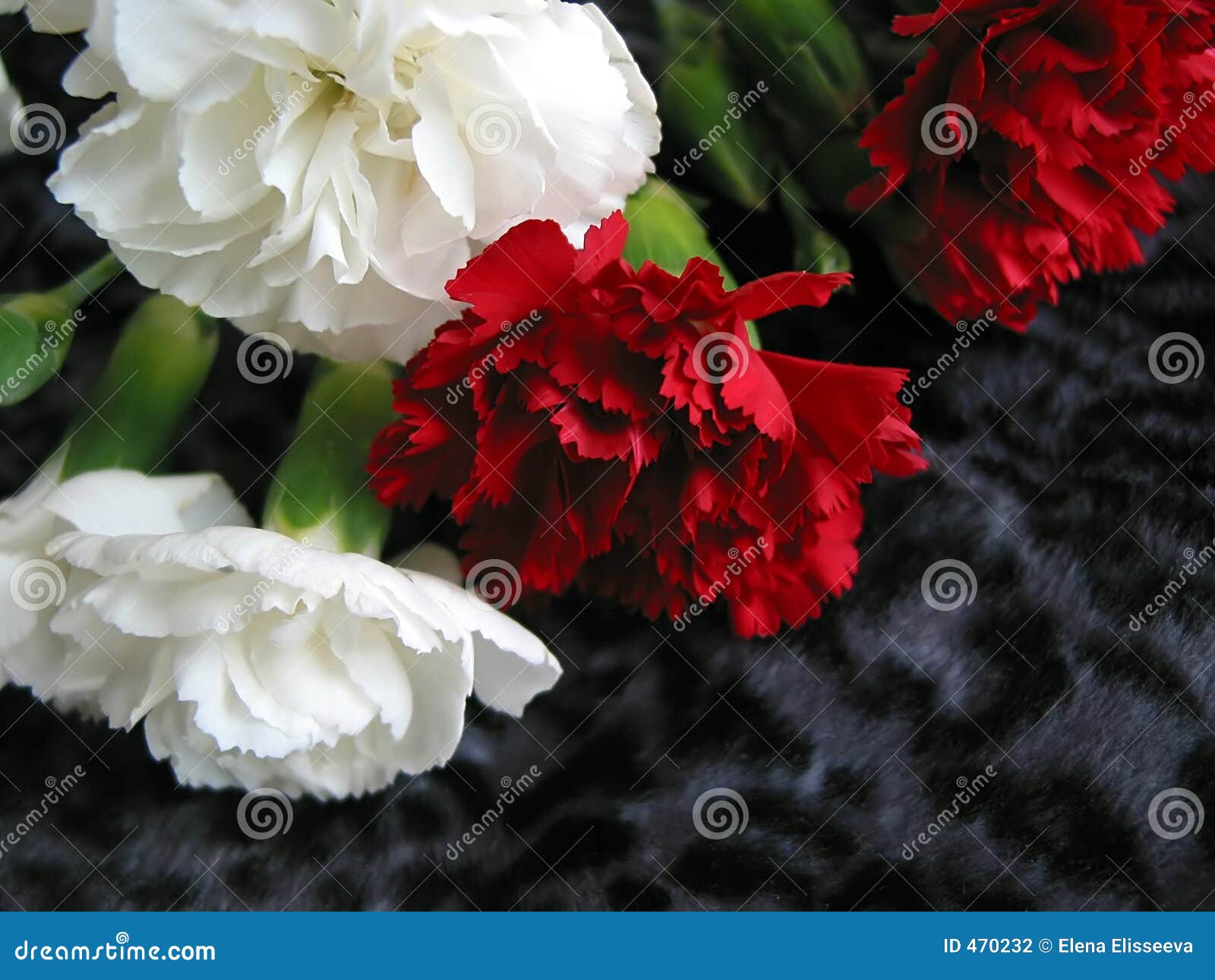 Wit en rode anjers stock foto. Image of prentbriefkaar - 470232