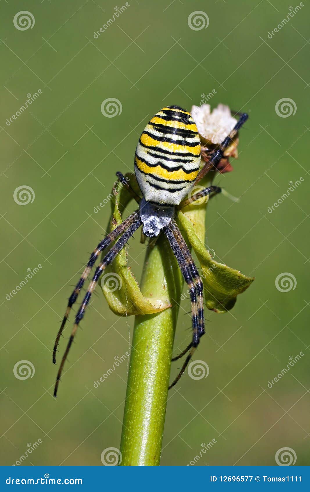 Wit - Gele Spin, Bruennichi Argiope Stock Afbeelding - Image of been ...