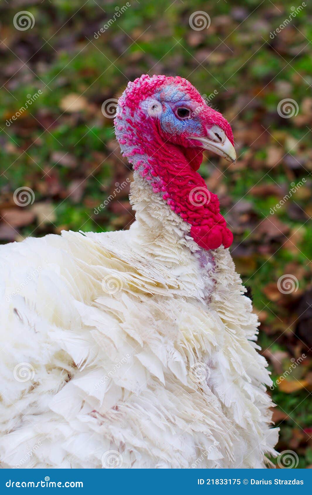 Wit kalkoenen rood hoofd stock afbeelding. Image of maaltijd - 21833175