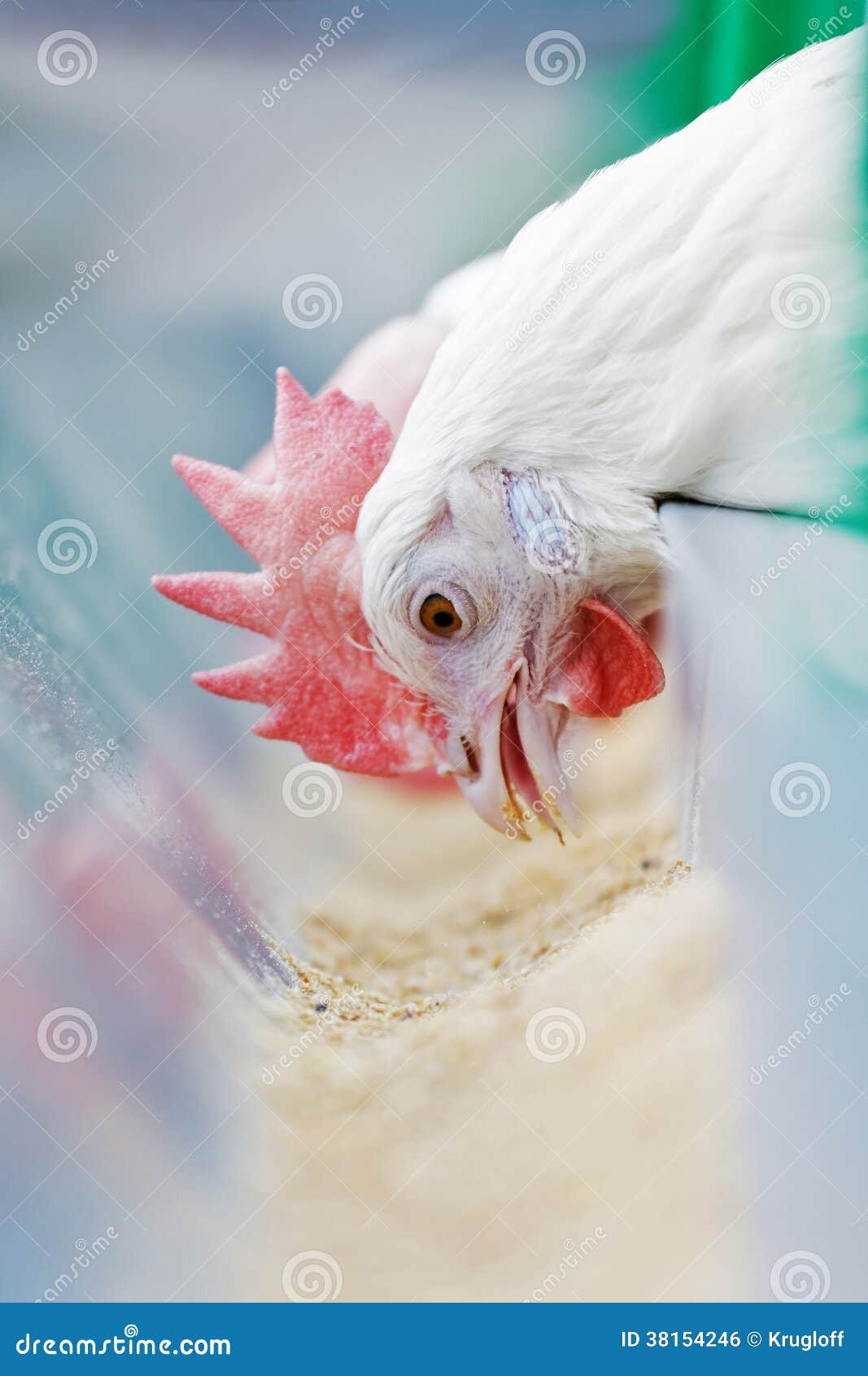 Wit kip het pikken voedsel stock foto. Image of veer - 38154246