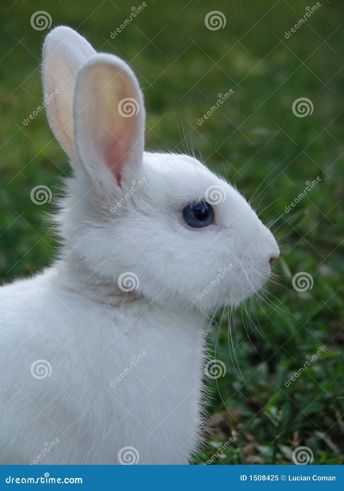 Wit konijn stock afbeelding. Image of konijntje, decor - 1508425