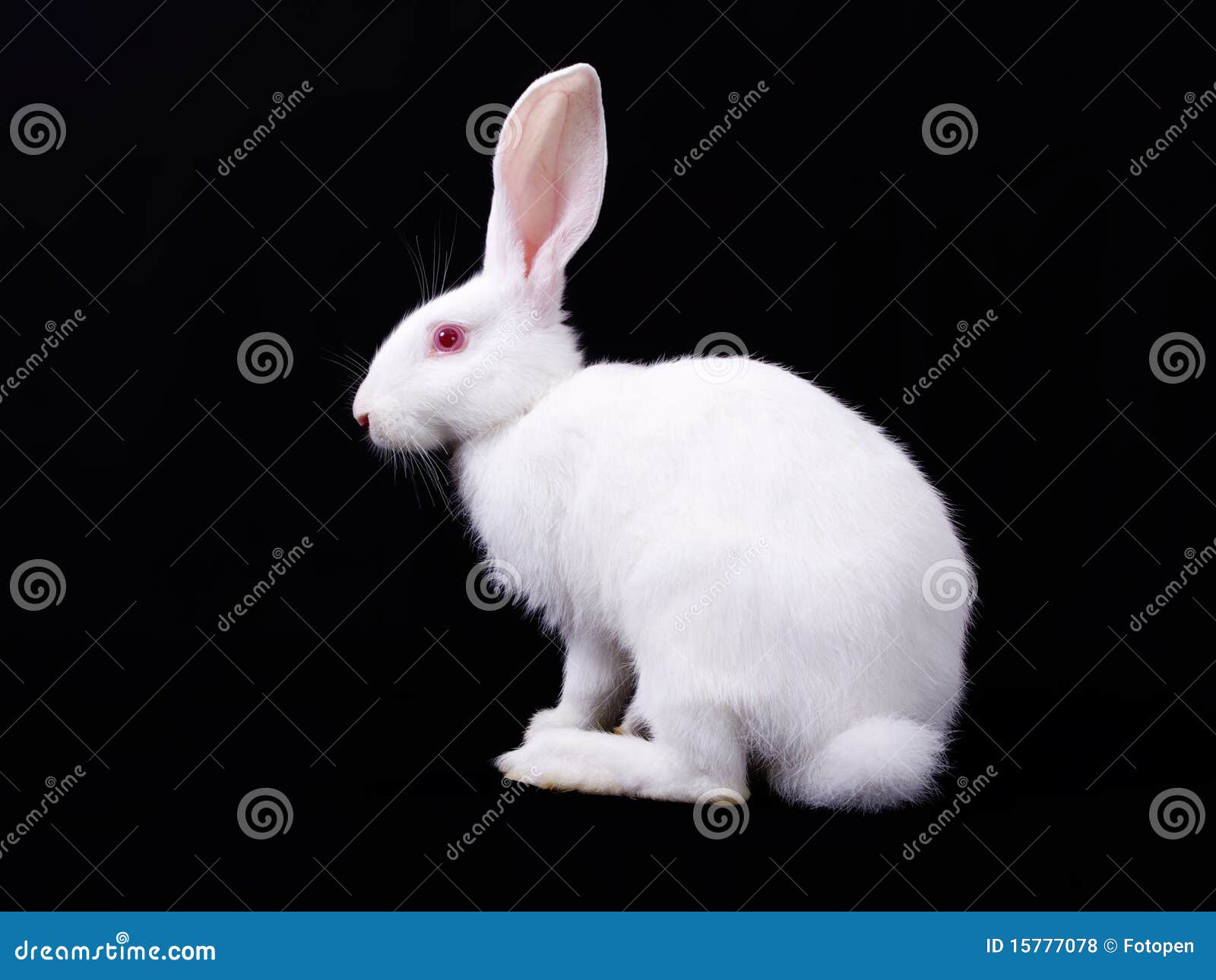 Wit Konijn stock foto. Image of konijn, oren, haar, pluizig - 15777078