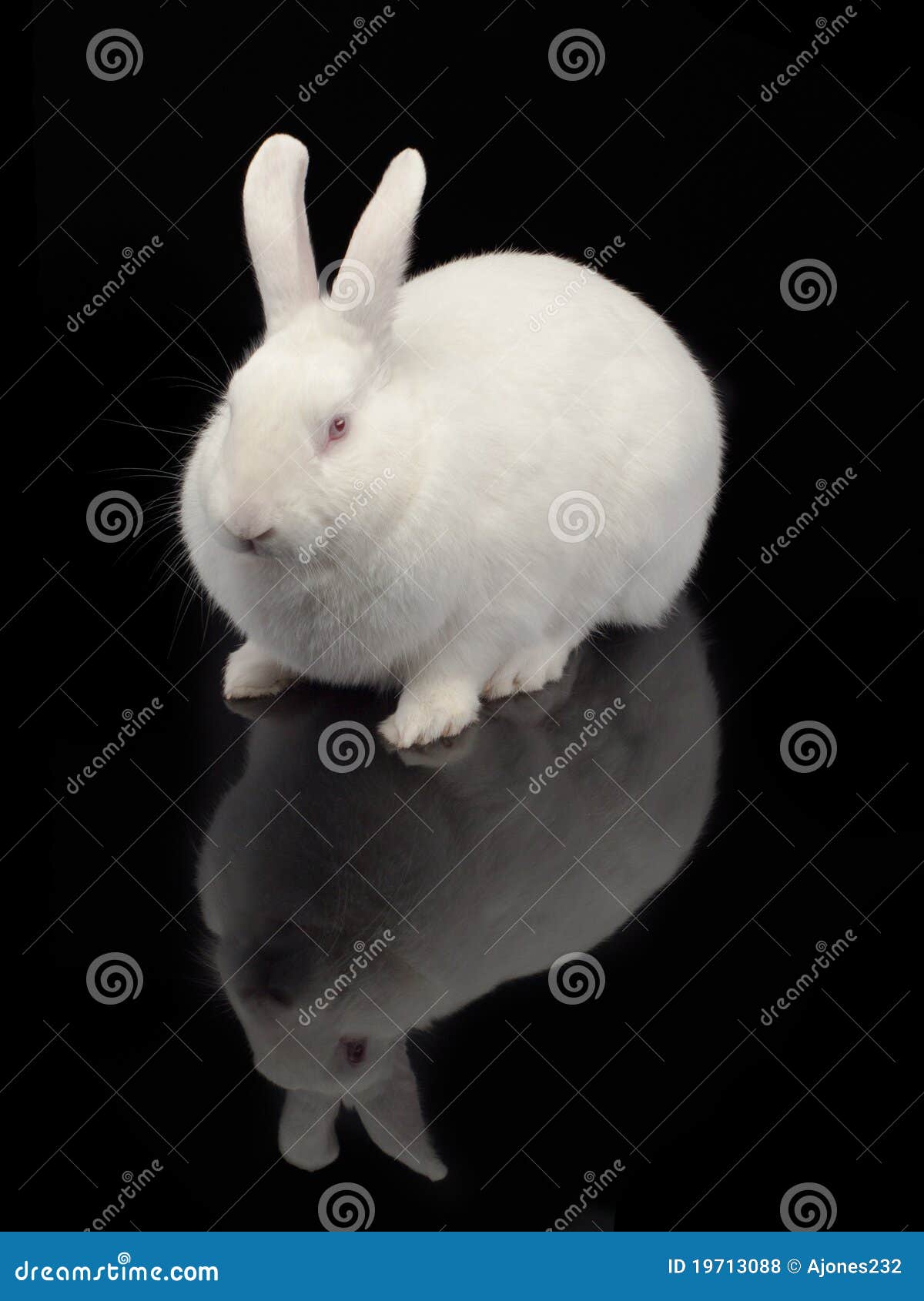Wit Konijn stock foto. Image of bont, konijntje, verward - 19713088