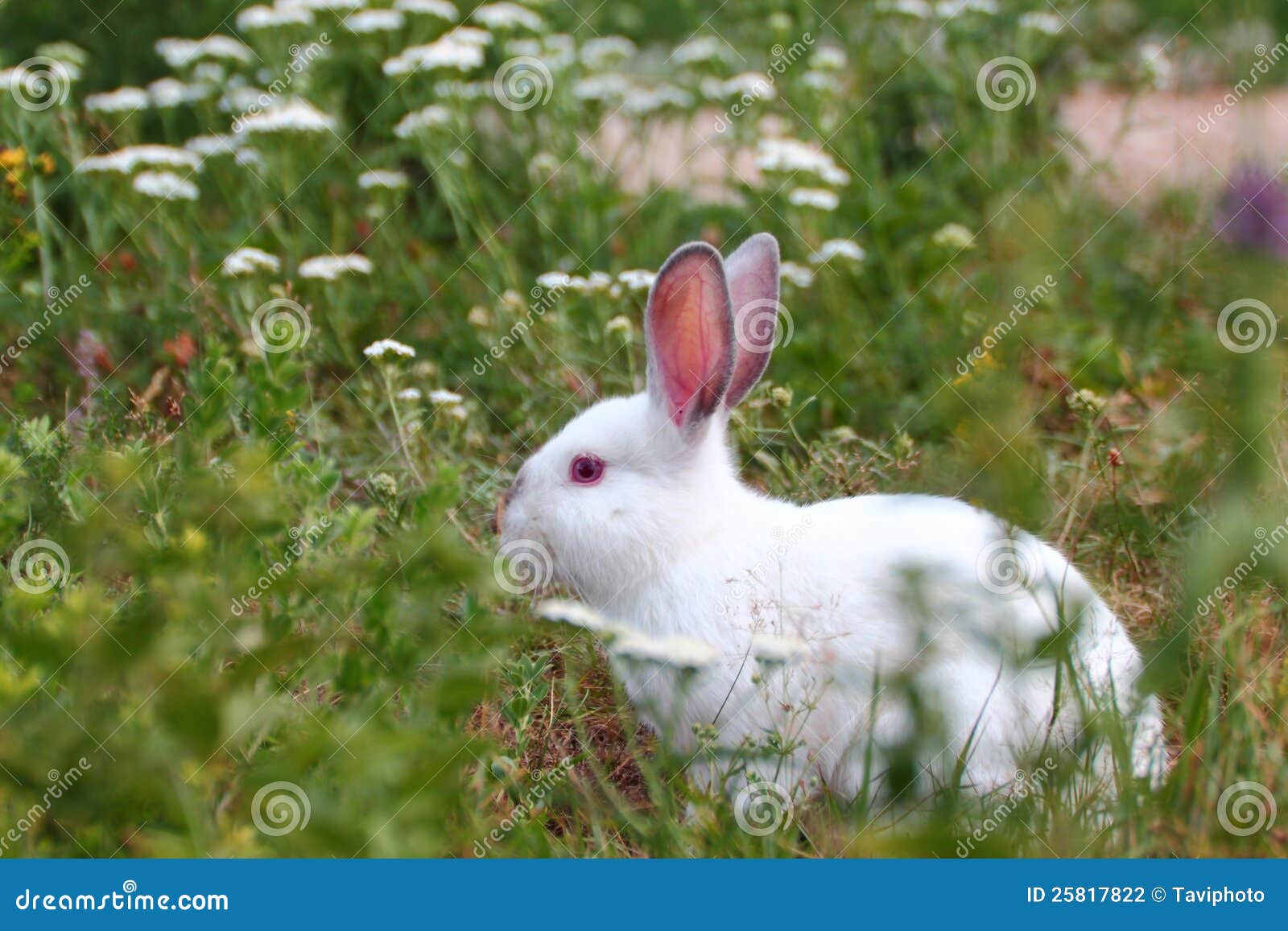 Wit konijn stock foto. Image of pluizig, buiten, verbergen - 25817822