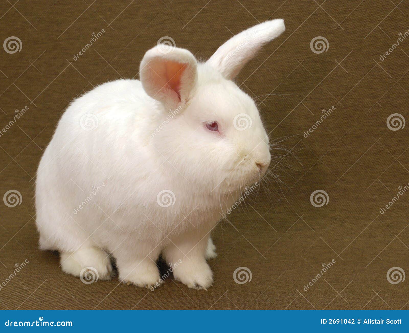 Wit Konijn Picture. Image: 2691042
