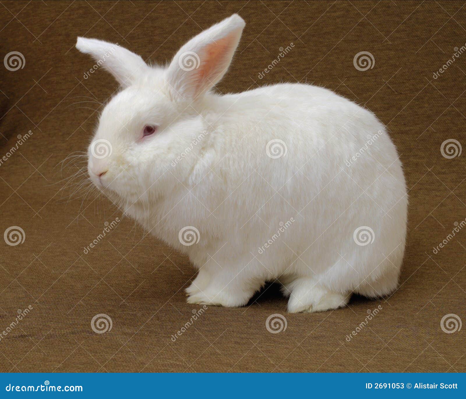 Wit konijn stock afbeelding. Image of zitting, roze, zoogdier - 2691053