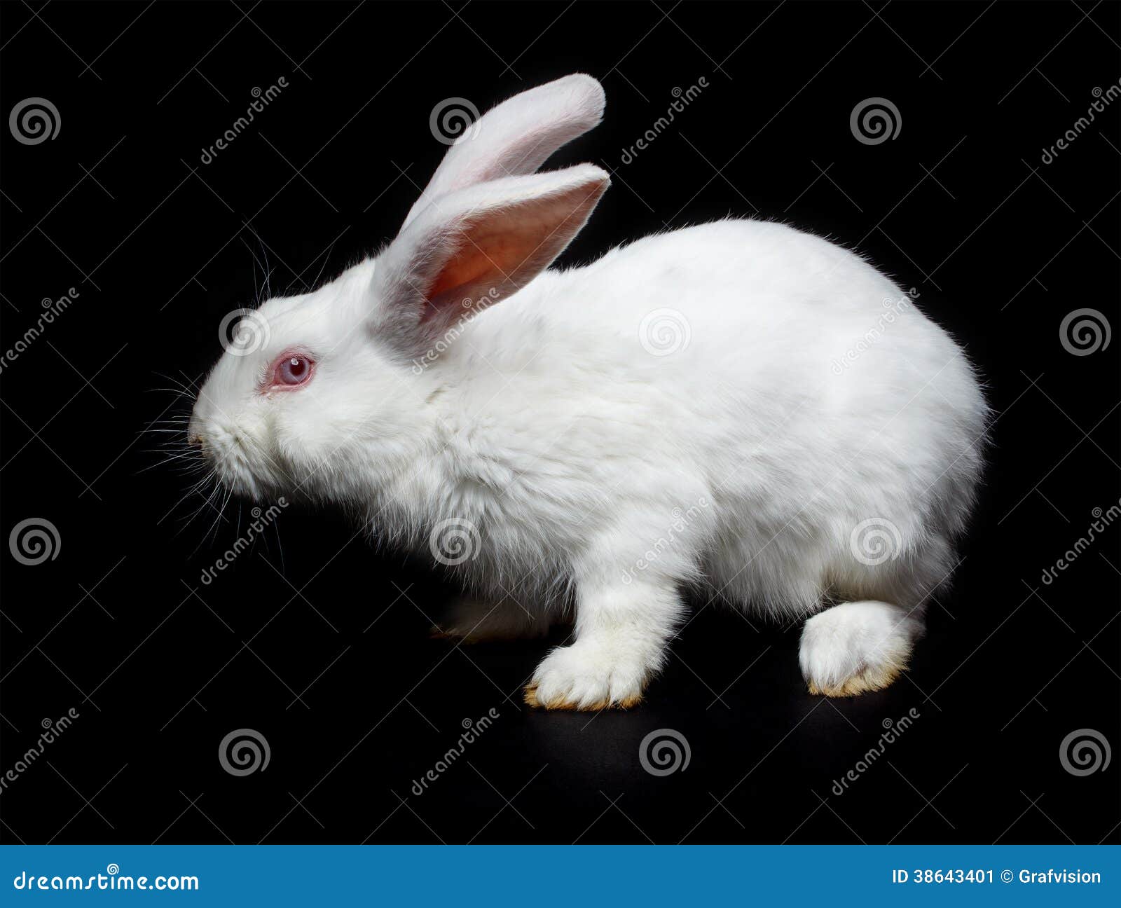 Wit konijn stock afbeelding. Image of gewervelde, horizontaal - 38643401