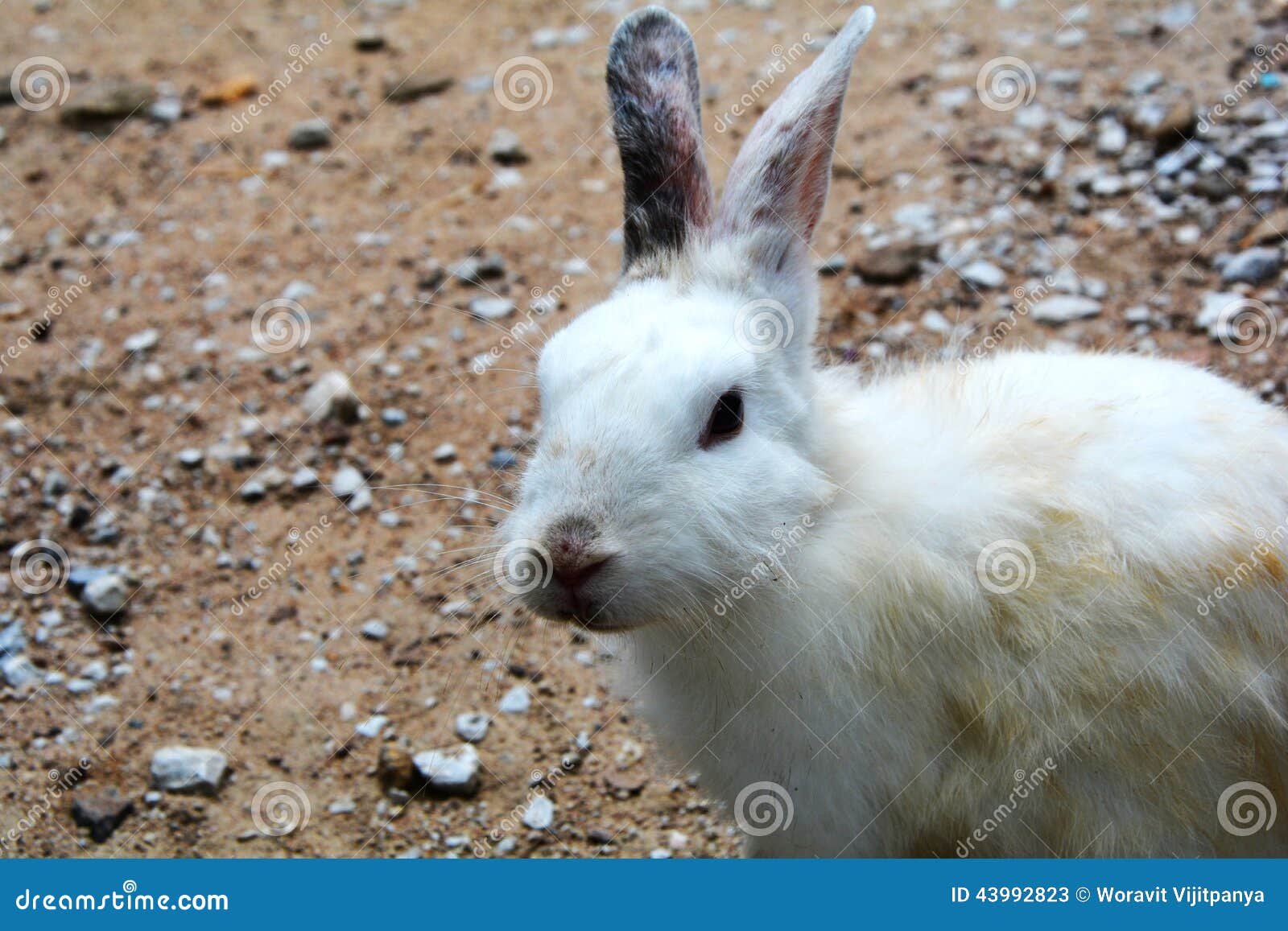 Wit konijn stock afbeelding. Image of landbouw, vruchten - 43992823