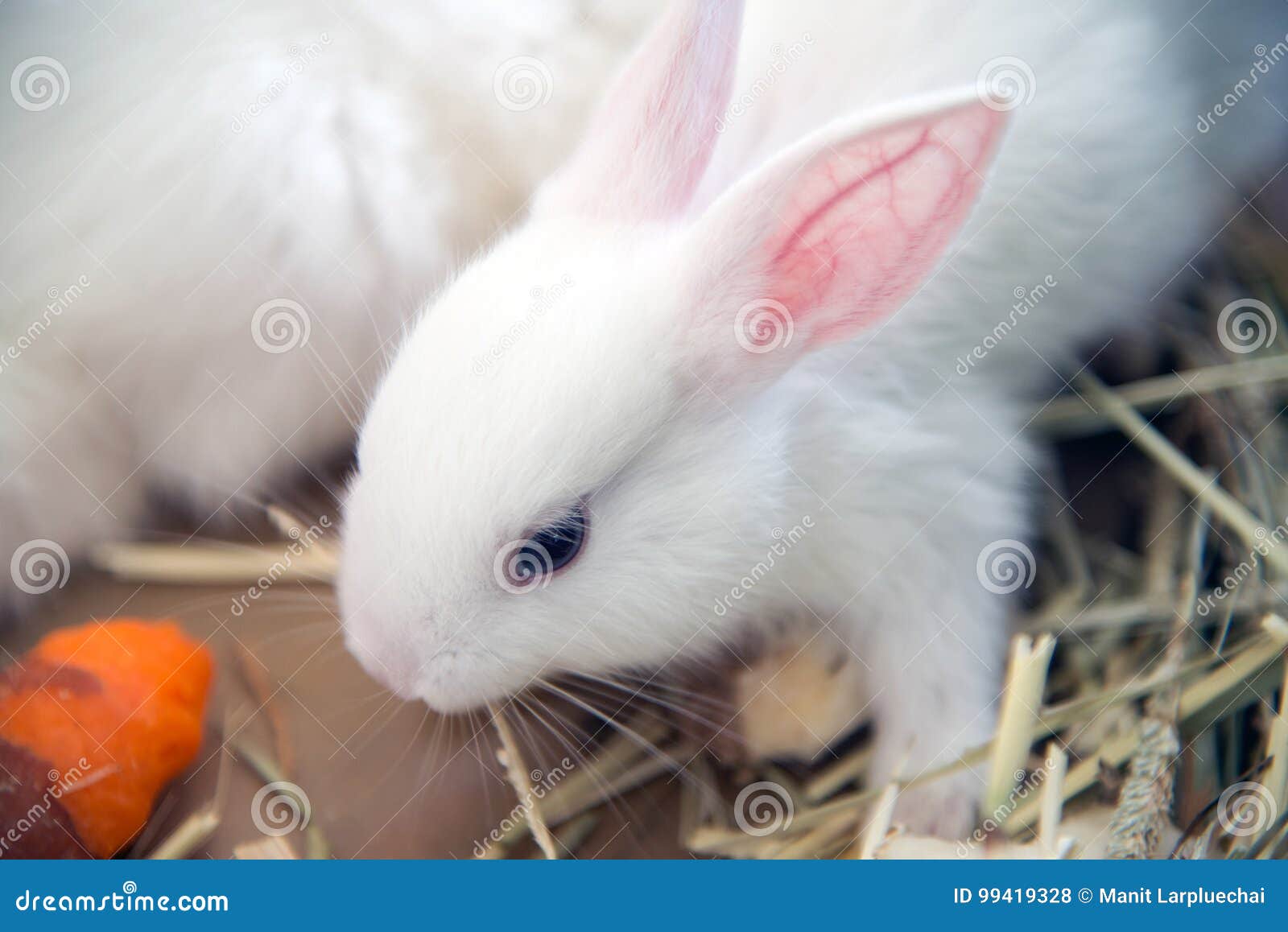 Wit Konijn Albinoproefdier Van Het Tamme Konijn Stock Foto - Image of ...