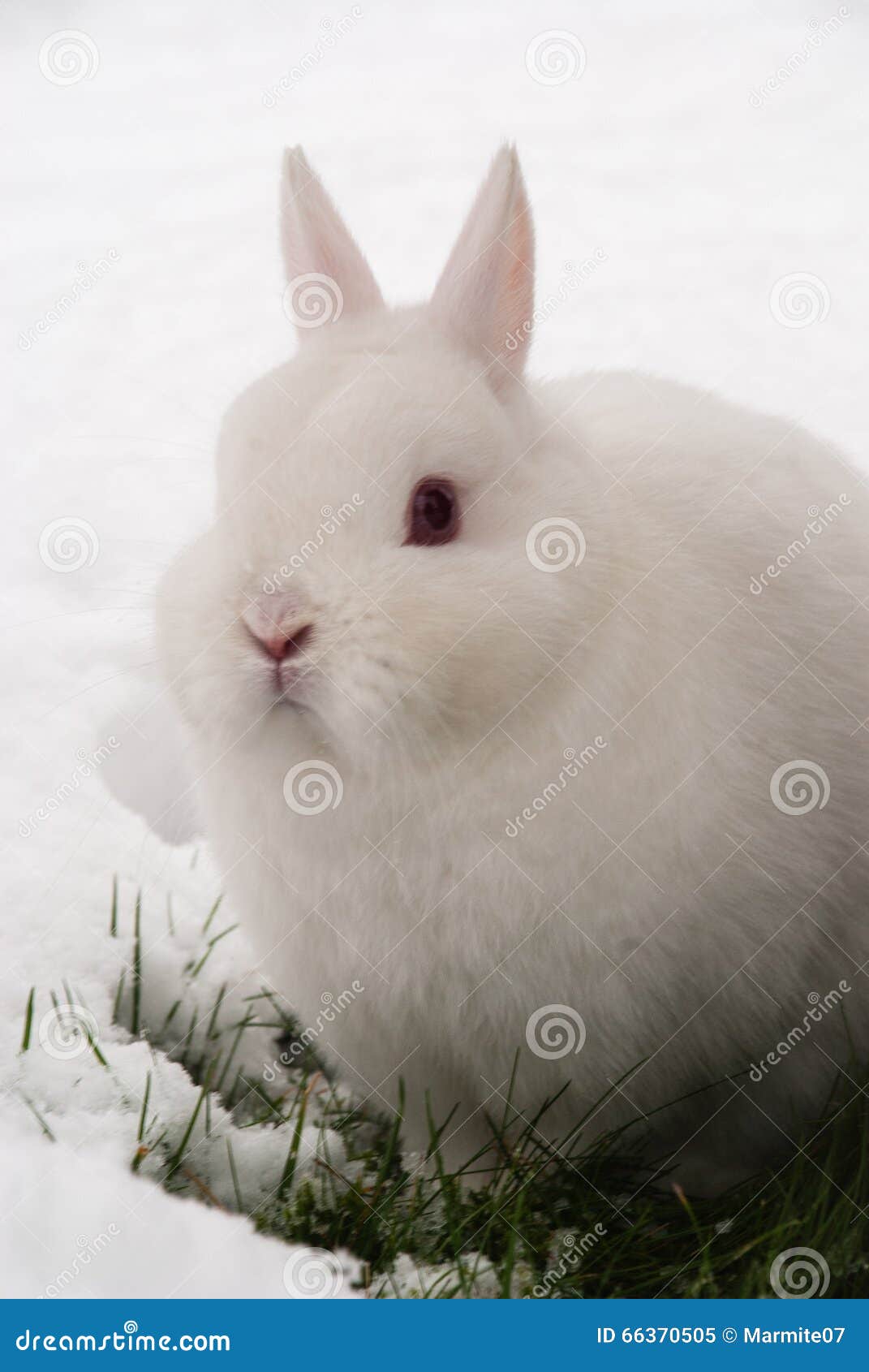 Wit konijn in de sneeuw stock afbeelding. Image of buiten - 66370505
