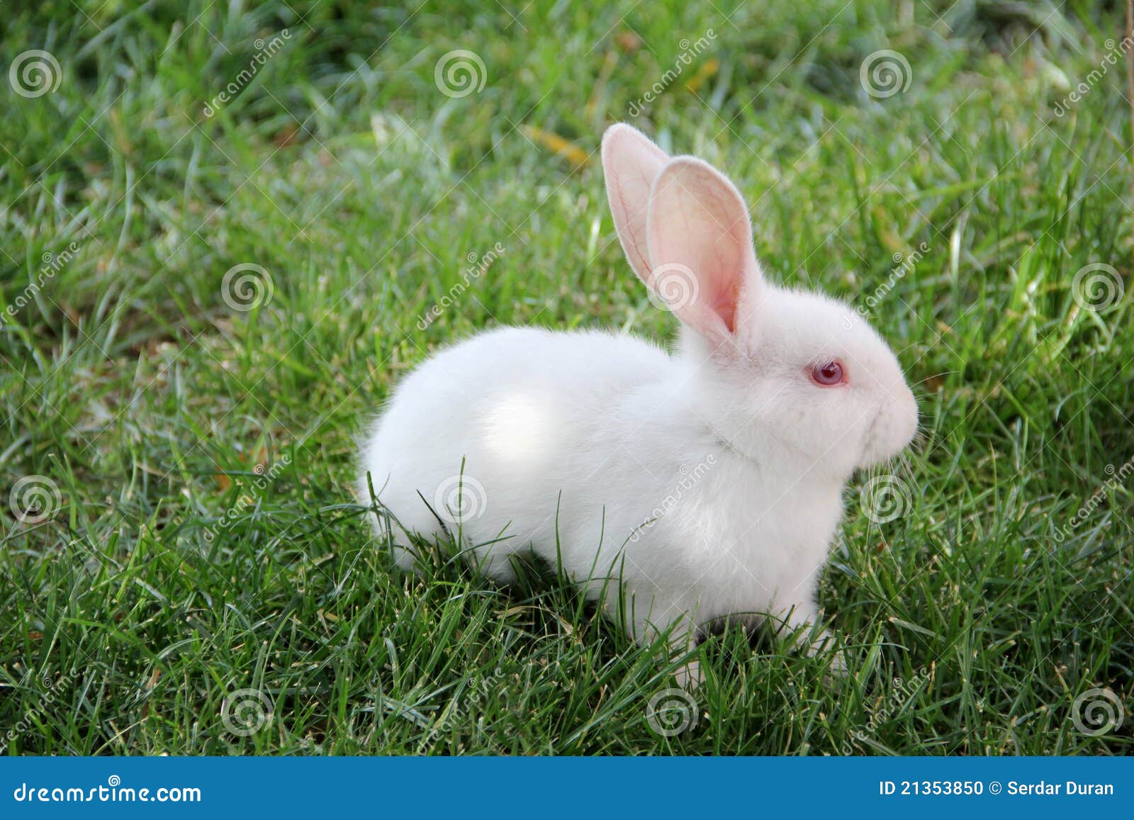 Wit konijn en groen gras stock foto. Image of groen, gras - 21353850