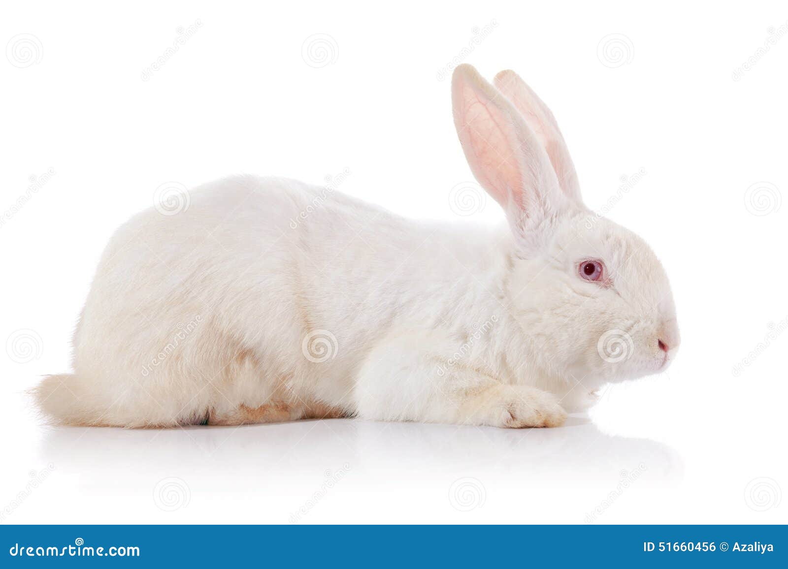 Wit konijn met rode ogen stock foto. Image of poot, dier - 51660456