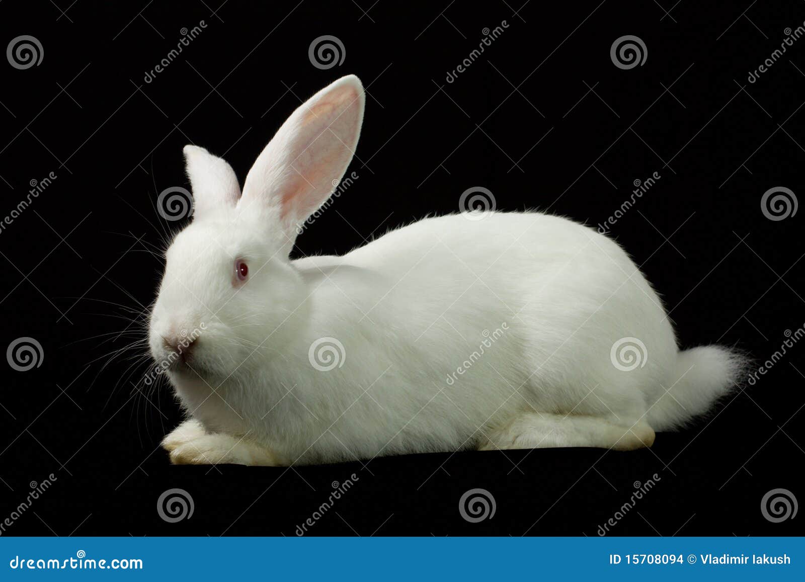 Wit Konijn Op Een Zwarte Achtergrond Stock Foto - Image of schepsel ...