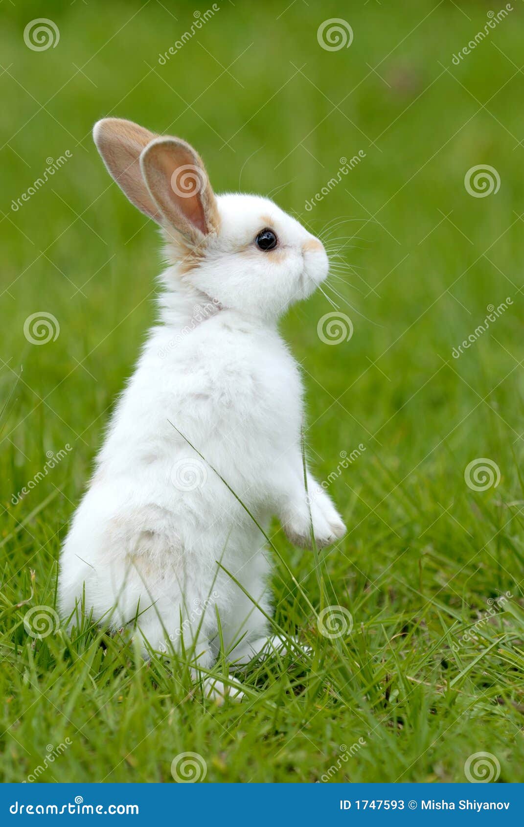 Wit konijn op het gras stock afbeelding. Image of zoogdier - 1747593