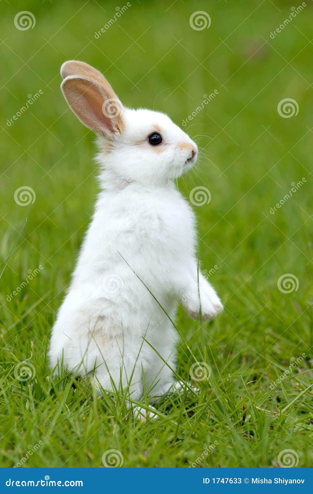 Wit Konijn Op Het Gras Stock Foto's - Beeld: 1747633