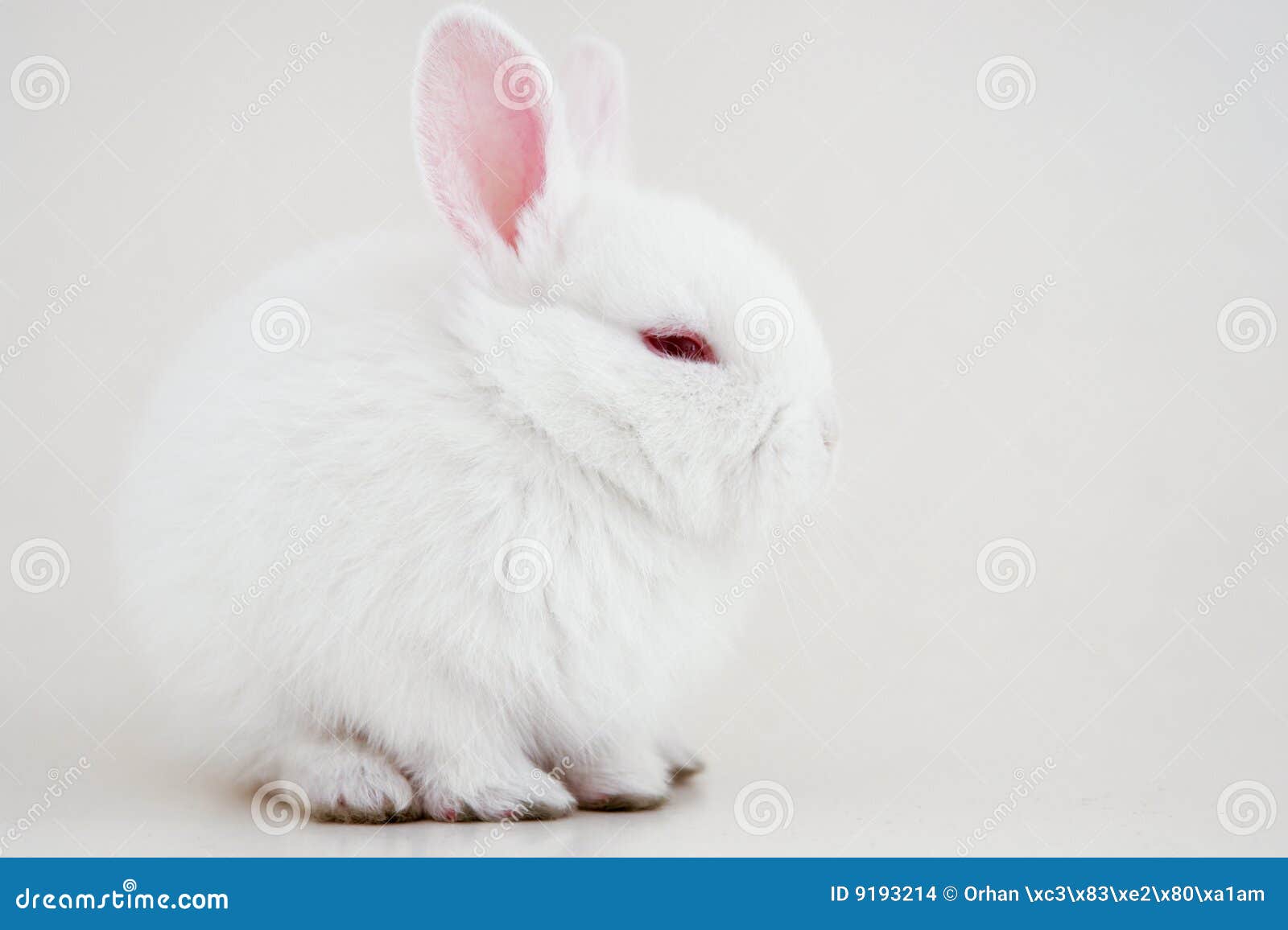 Wit Konijn Op Witte Achtergrond Stock Foto - Image of pluizig, pret ...