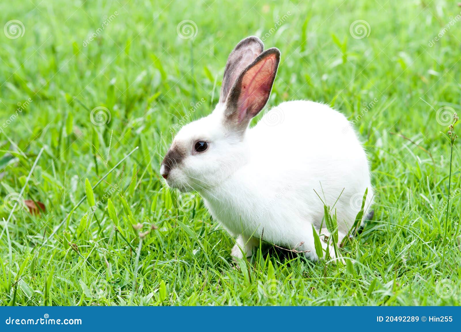 Wit Konijntje Op Het Werf Witte Konijn Stock Afbeelding - Image of leef ...